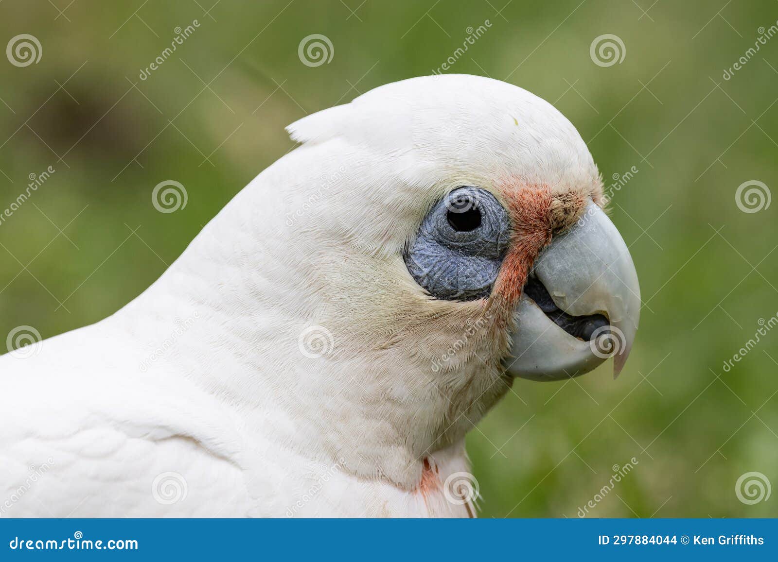 Australian Little Corella stock photo. Image of nature - 297884044