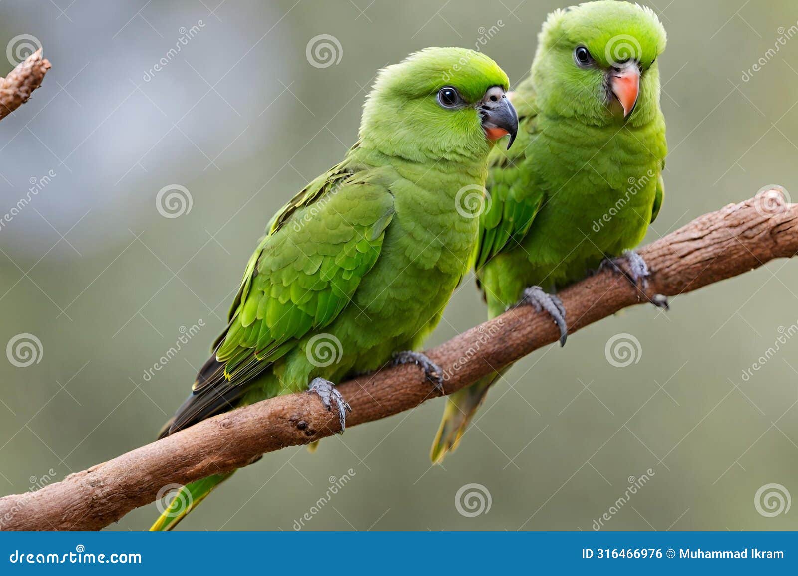 Australian Little Parrot Pair on Branch Stock Illustration ...