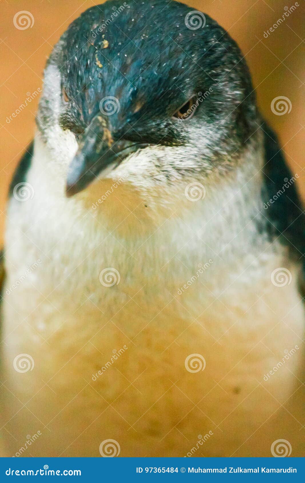 Australian little penguin stock photo. Image of small - 97365484