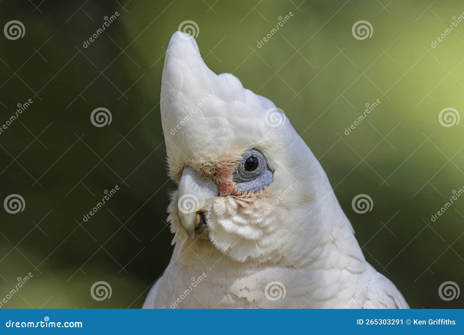 Little Corella stock image. Image of sanguinea, cockatoo - 265303291