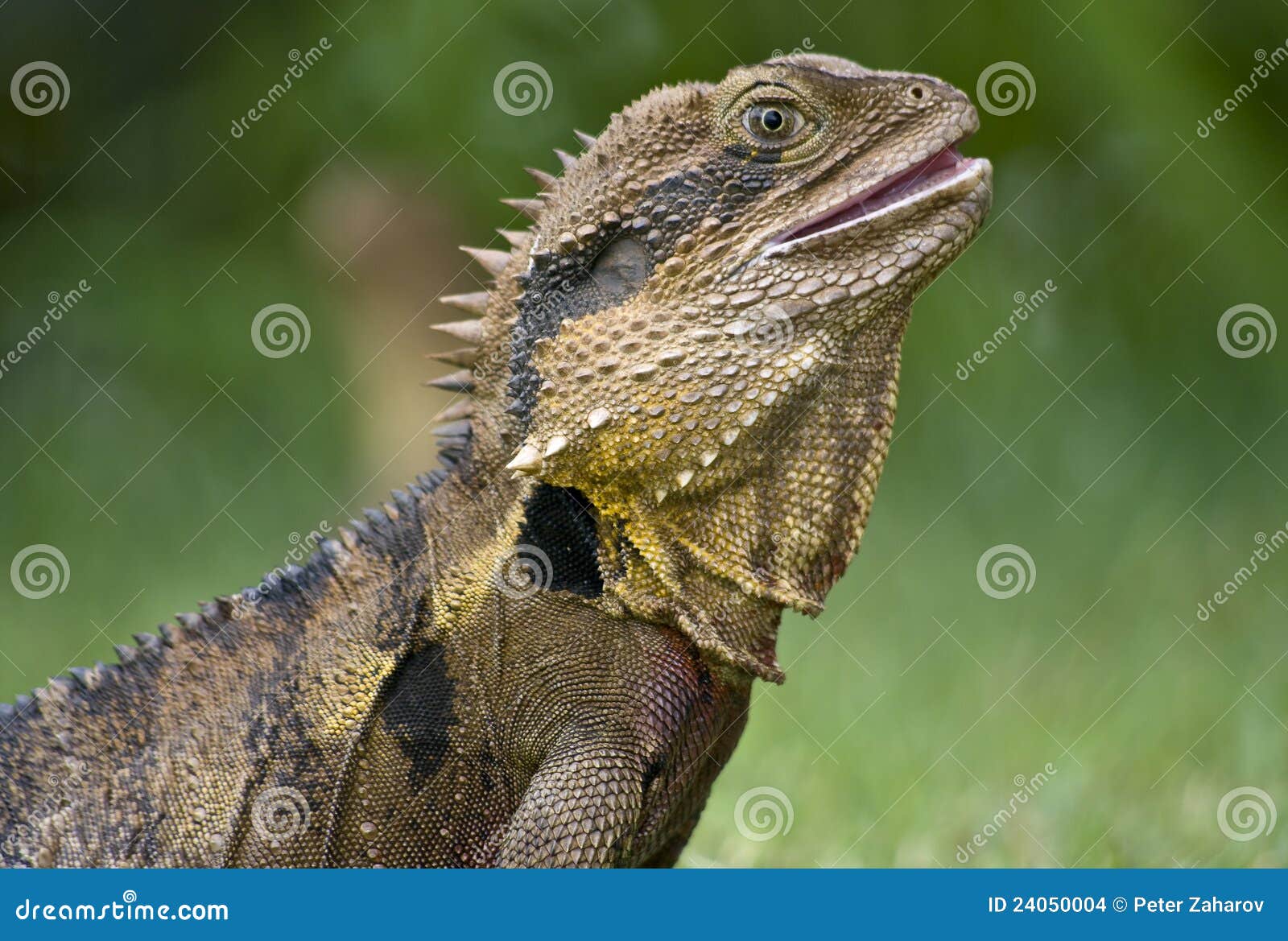 The Australian lizard. stock photo. Image of reptile - 24050004