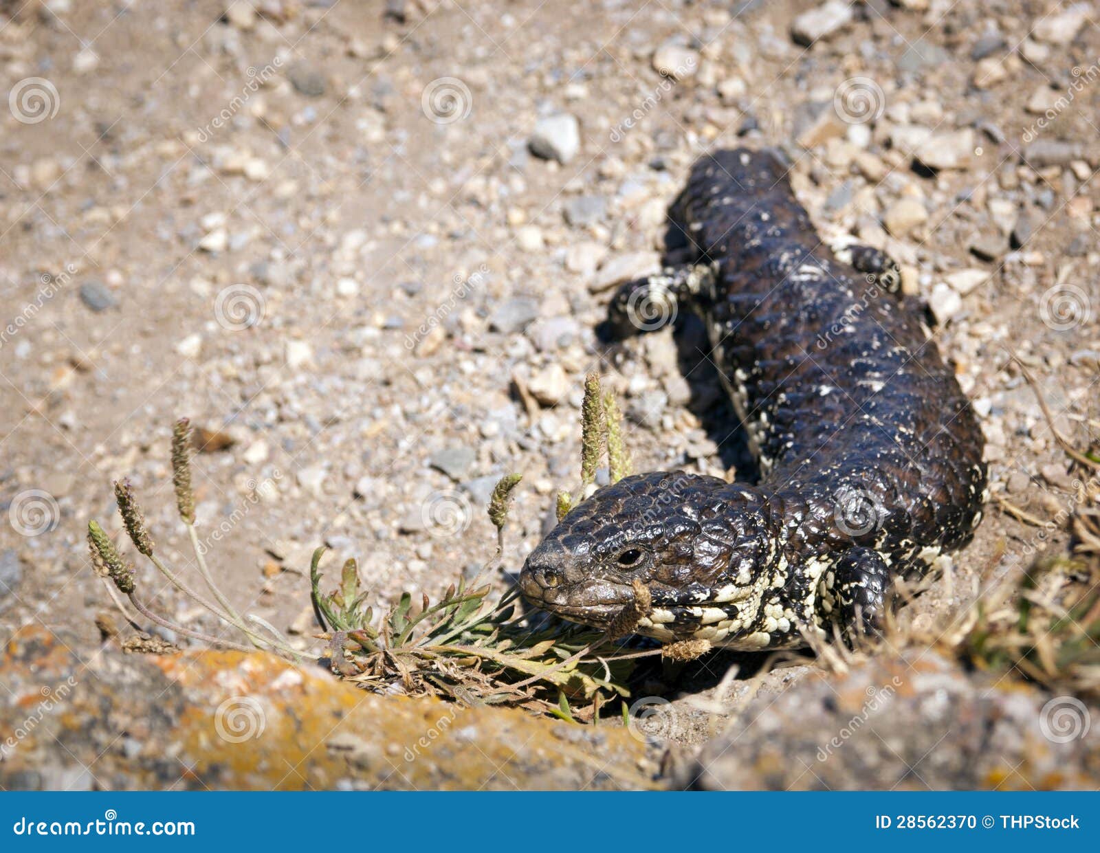 Stumpy Tailed Lizards (Tiliqua Rugosa) Abound In Rural Australia Stock ...