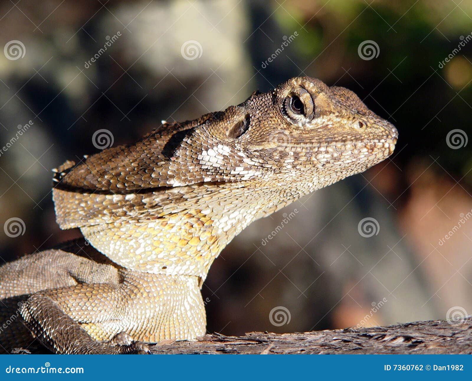 Australian Lizard the Frilled Neck Lizard Stock Photo - Image of dragon ...
