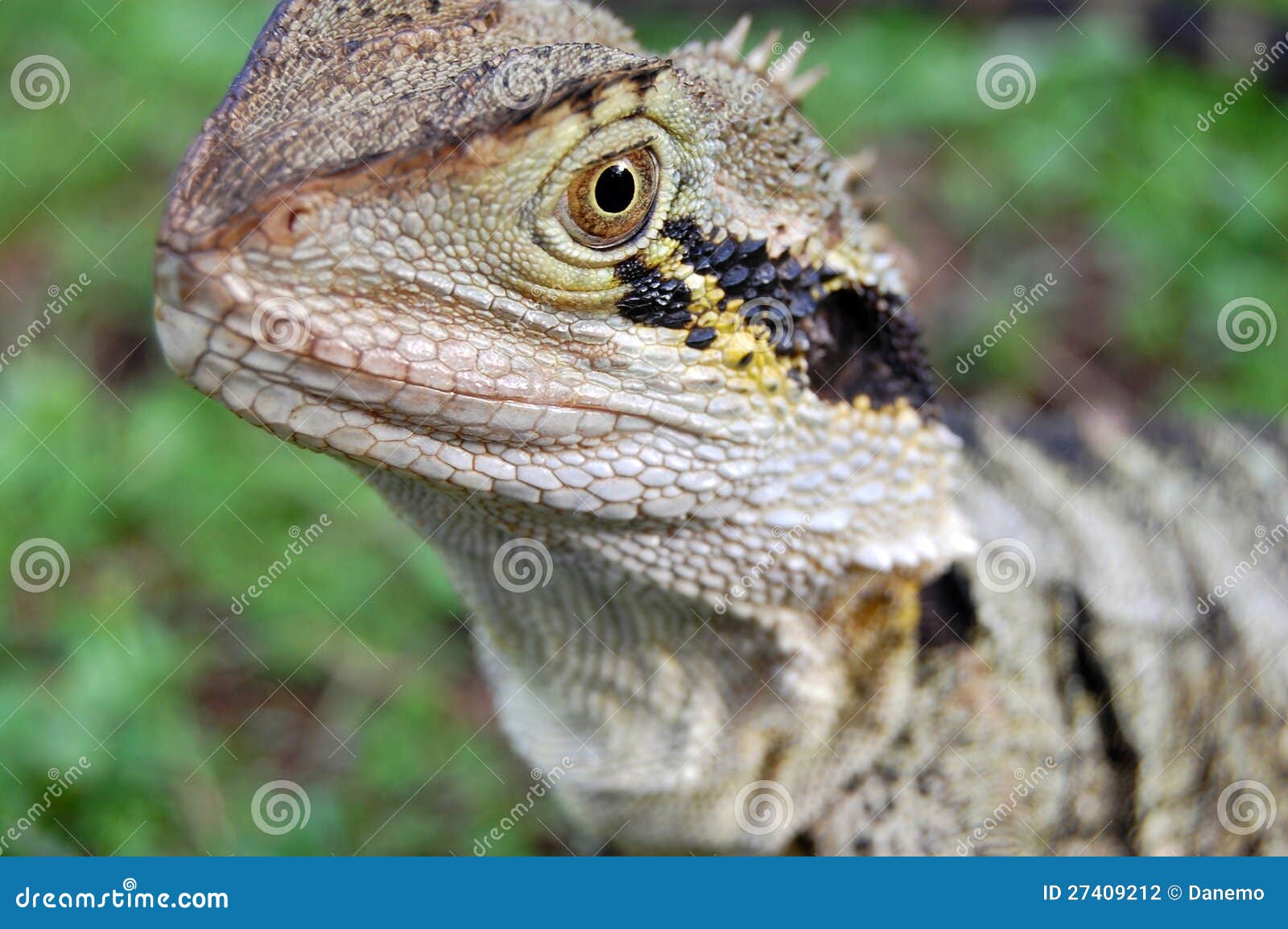 Australian Lizard Micro Shot Stock Photo - Image of nature, lizard ...