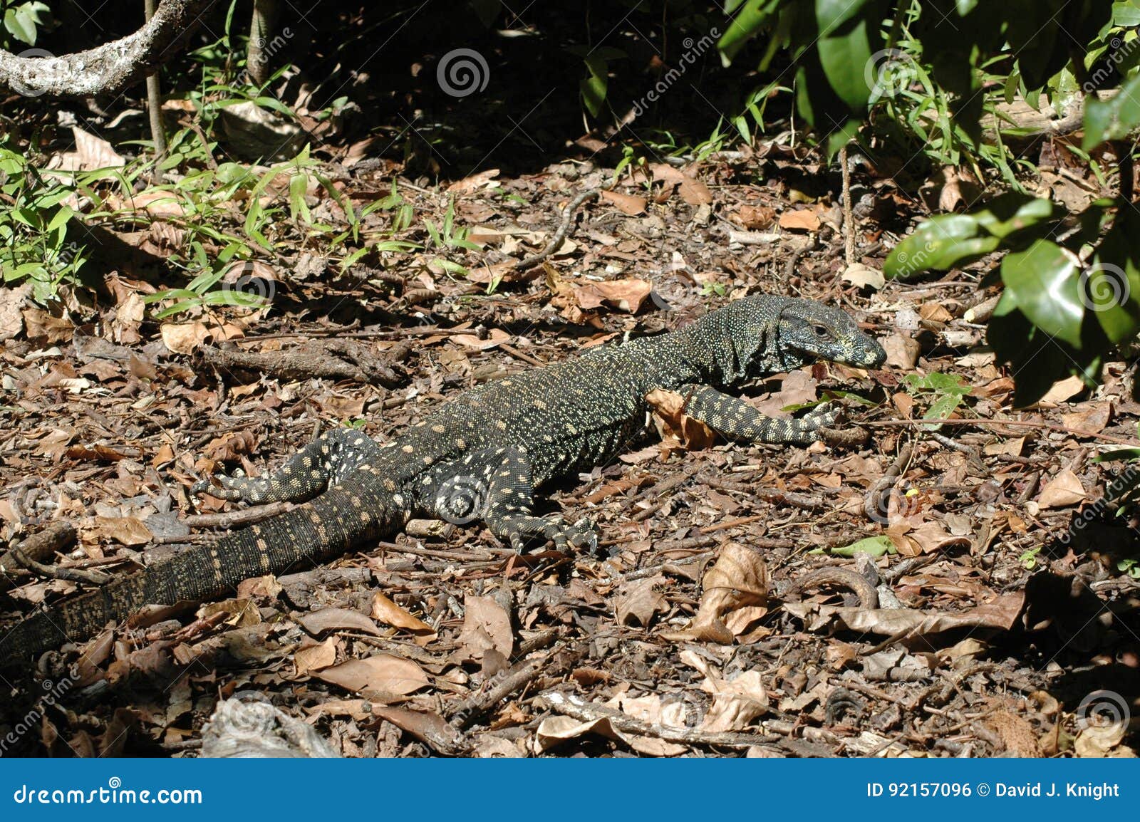 Australian Lizard stock photo. Image of brown, dead, lizard - 92157096