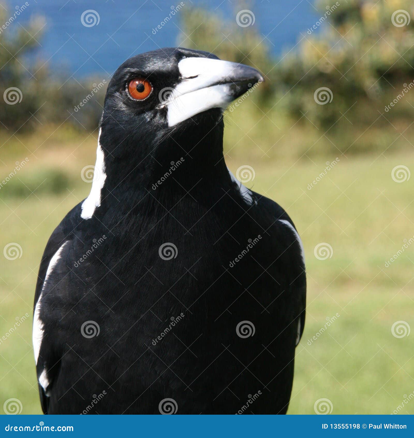 Australian Magpie Isolated On White Background Royalty-Free Stock Photo ...