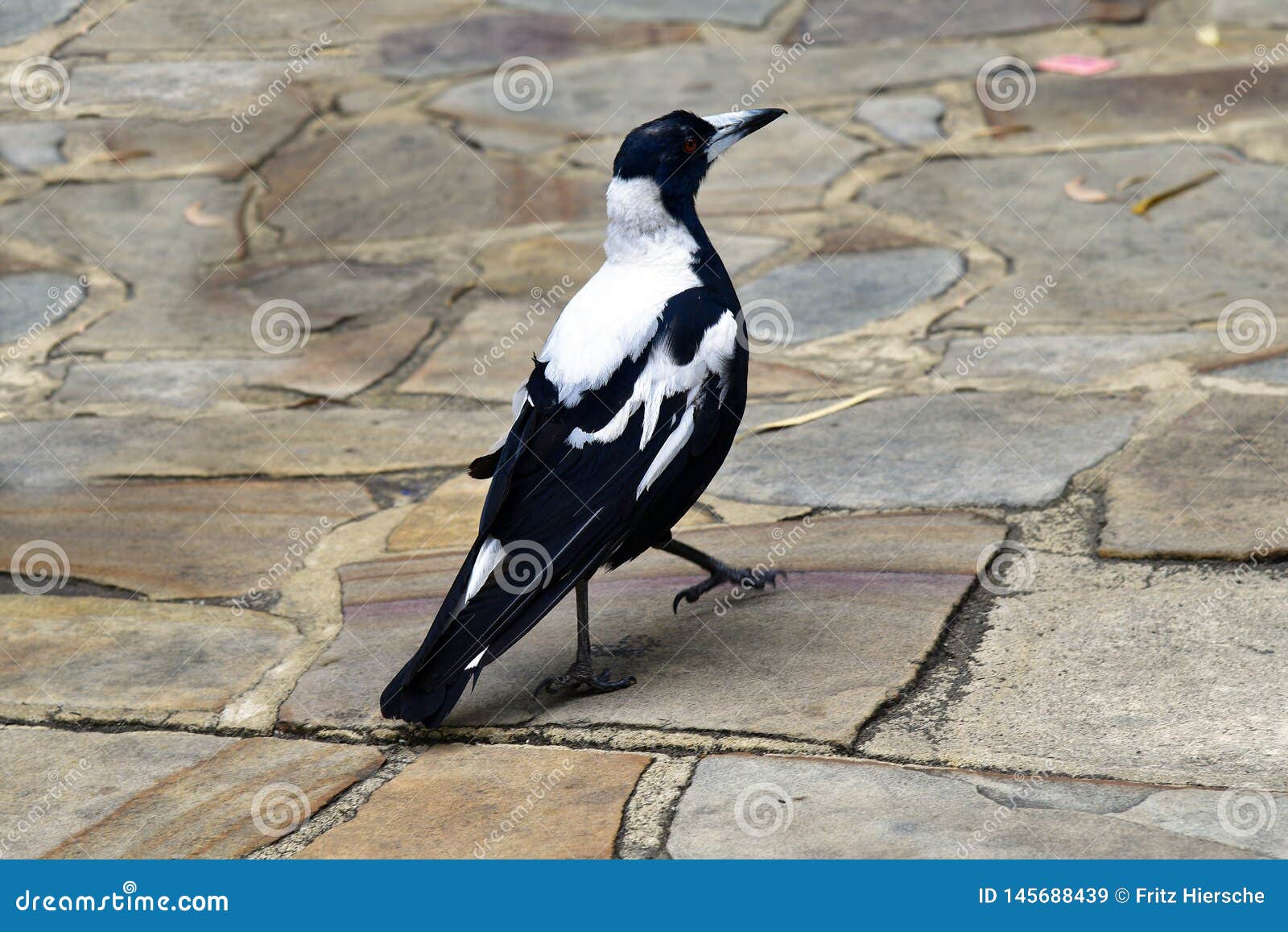 Australian Magpie bird stock image. Image of zoology - 145688439