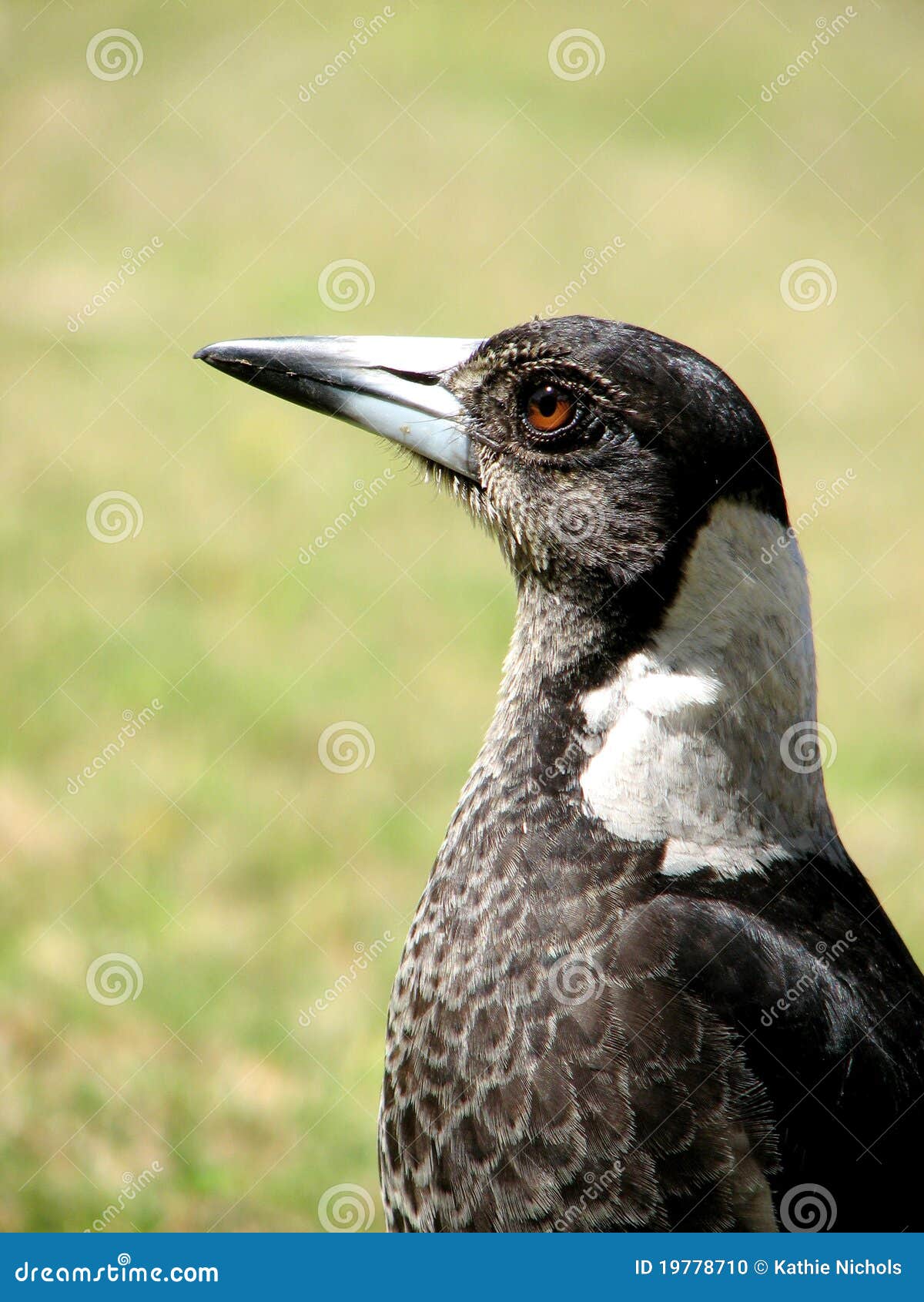 Australian Magpie stock photo. Image of outdoor, australian - 19778710