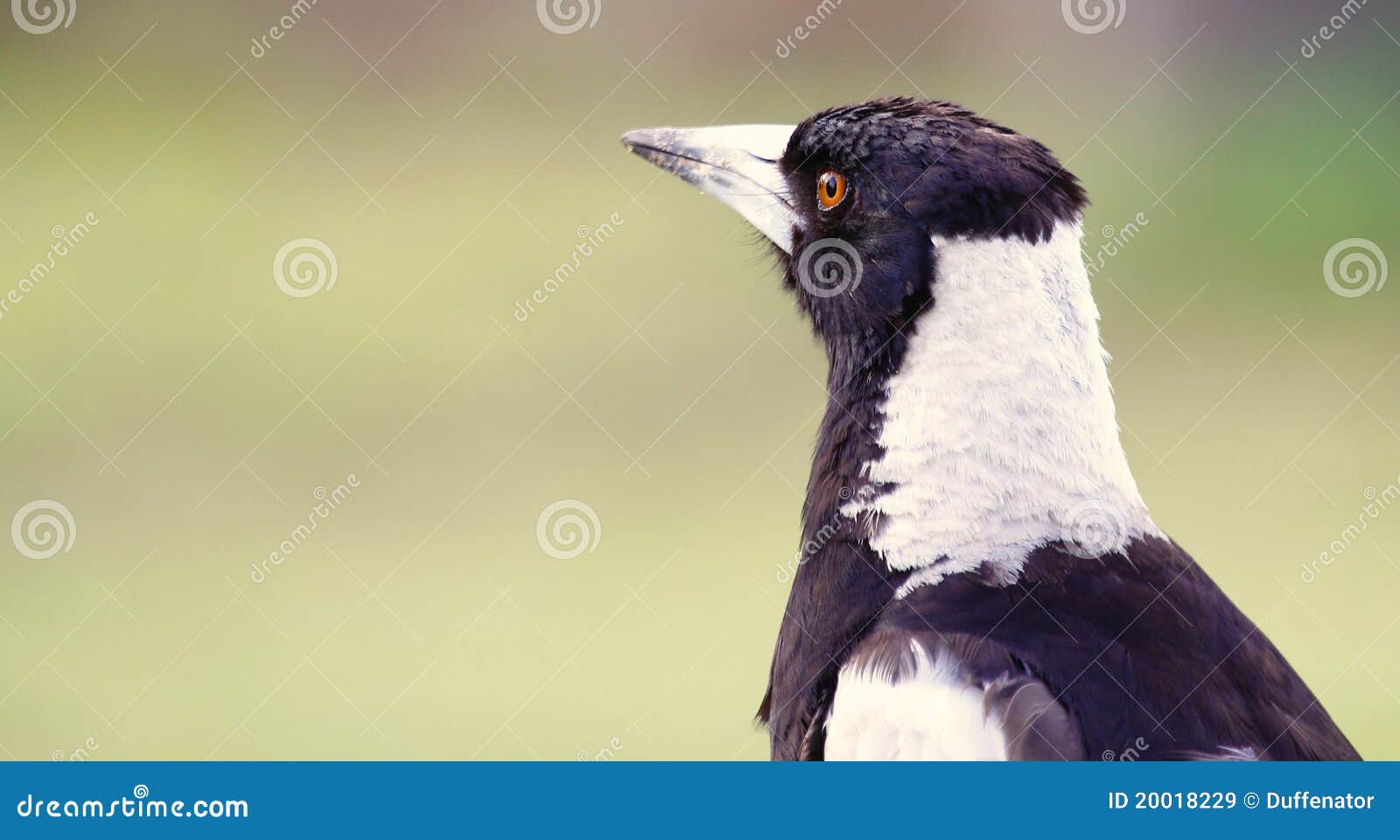 Australian Magpie stock image. Image of magpie, flock - 20018229