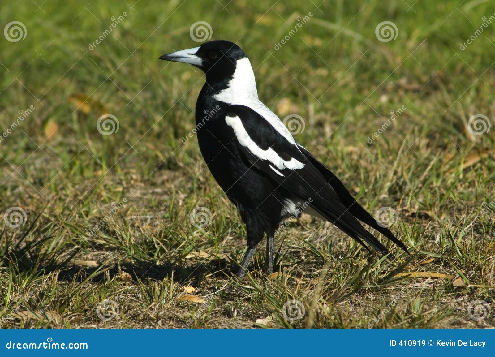 Australian Magpie stock image. Image of australia, magpie - 410919