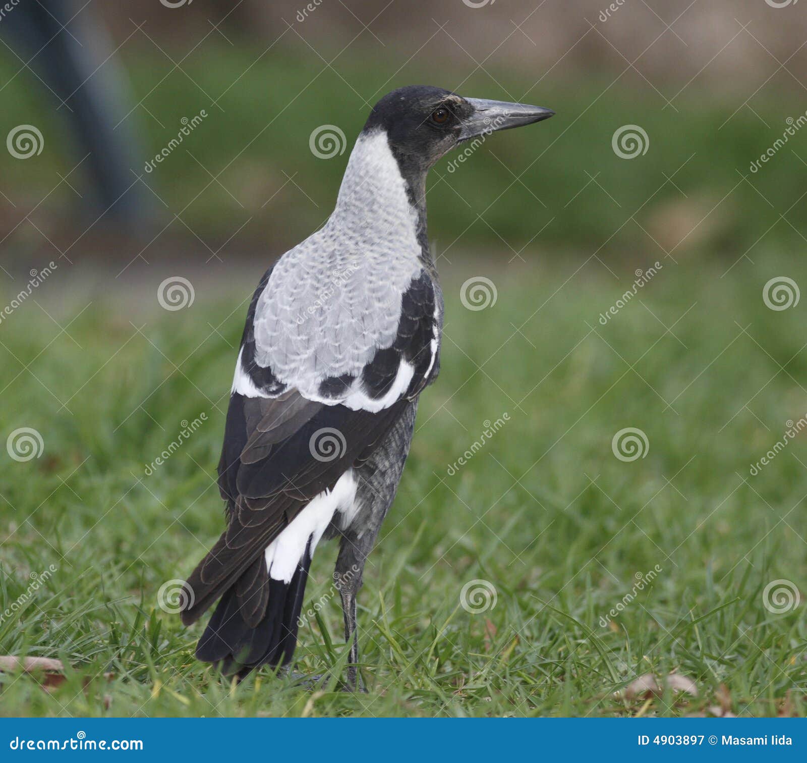Australian Magpie stock image. Image of magpie, wildlife - 4903897