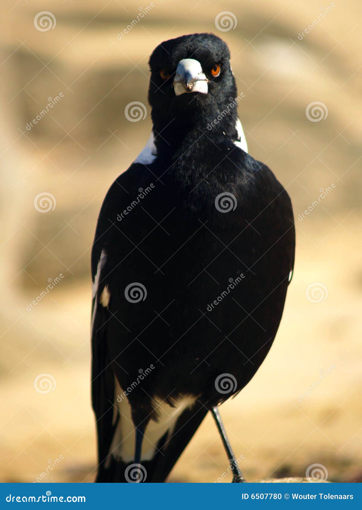 Australian Magpie stock photo. Image of crow, agitated - 6507780