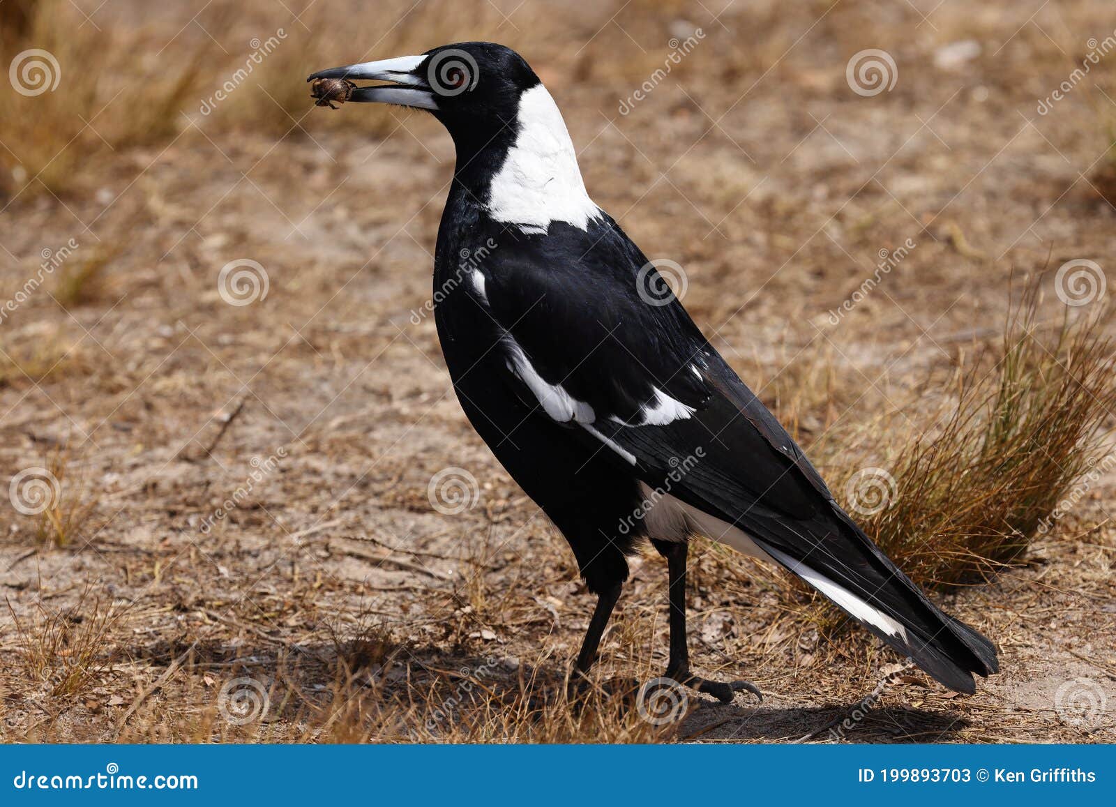 Australian Magpie stock image. Image of white, australia - 199893703