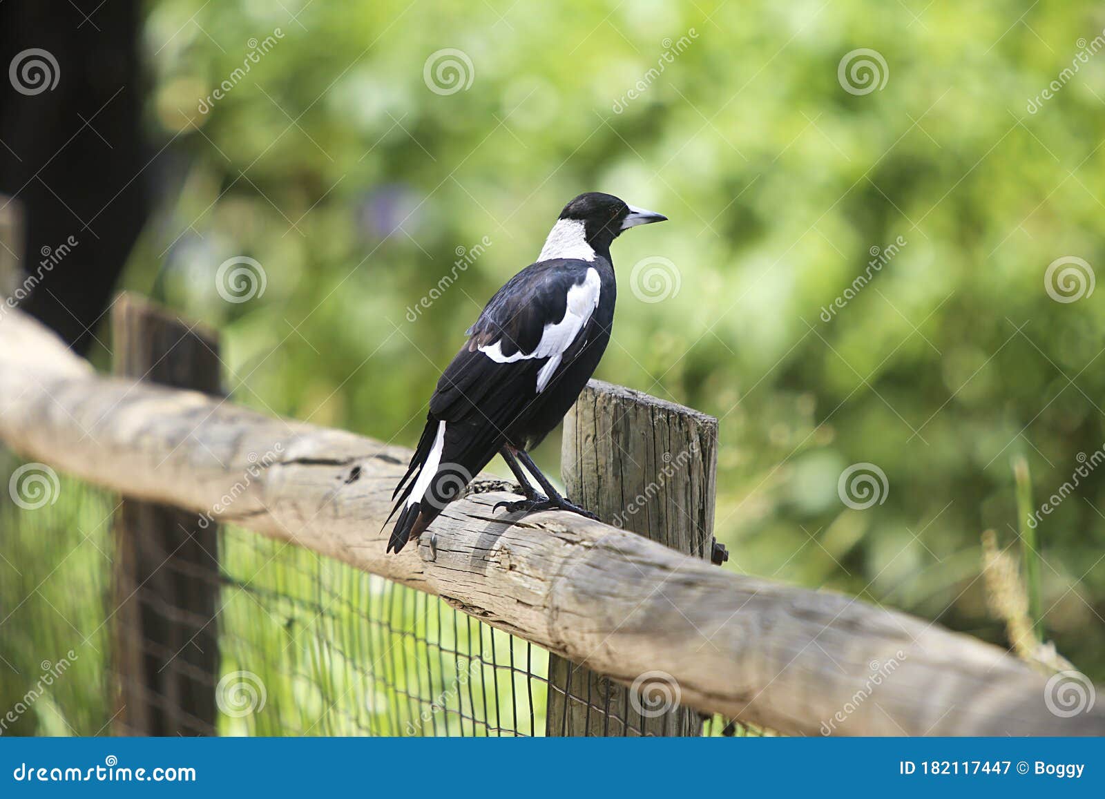 Australian Magpie Bird on the Fence Stock Image - Image of nature ...
