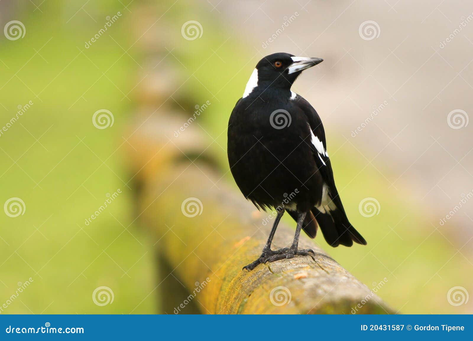 Australian Magpie Bird on Rail Stock Image - Image of bird, magpie ...