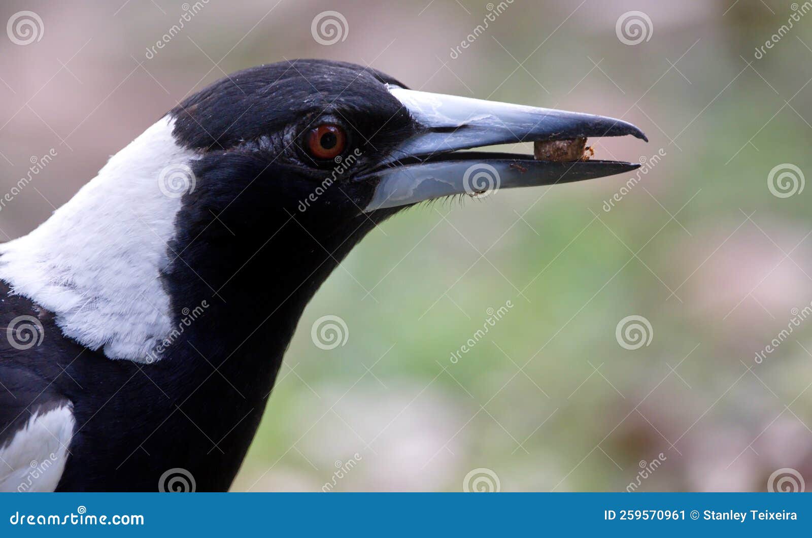 Australian magpie close-up stock image. Image of nature - 259570961