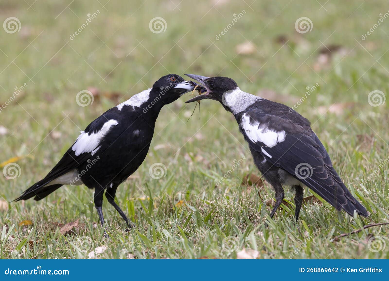 Australian Magpie feeding stock photo. Image of feeding - 268869642