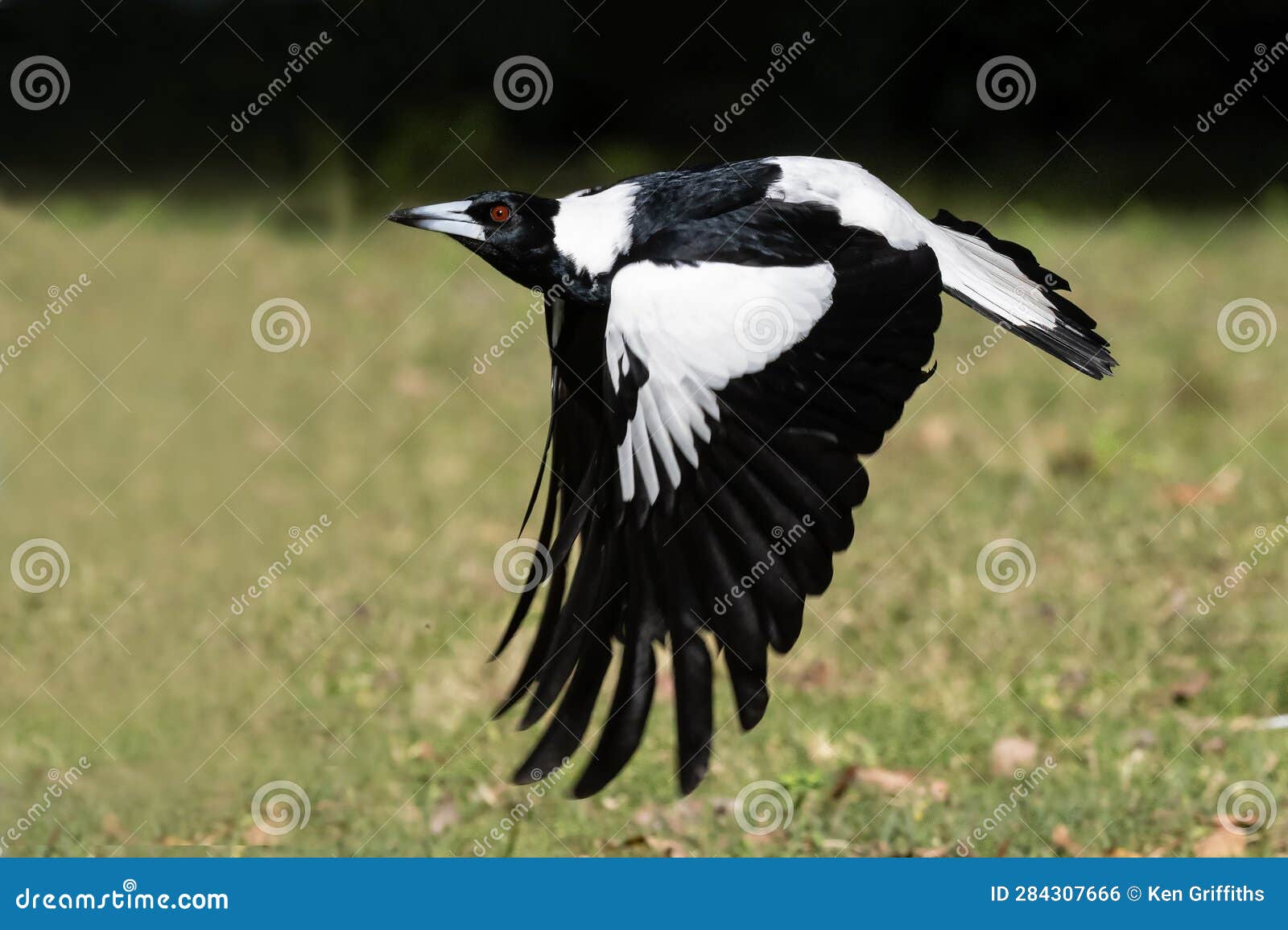 Australian Magpie stock photo. Image of nature, magpie - 284307666