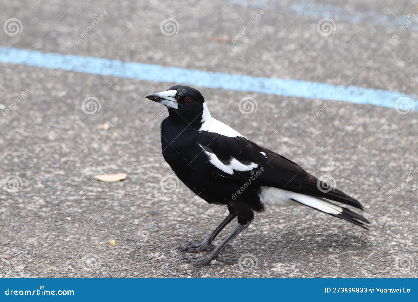 Australian Magpie In New Zealand Stock Image Image Of Sparrow Zealand 273899833