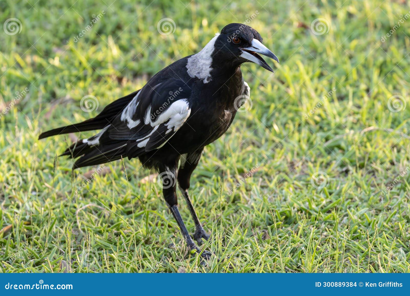 Australian Magpie stock photo. Image of australia, wildlife - 300889384
