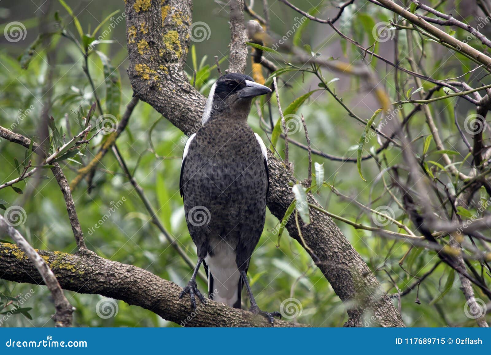 Magpie close up stock image. Image of legs, bird, perched - 117689715