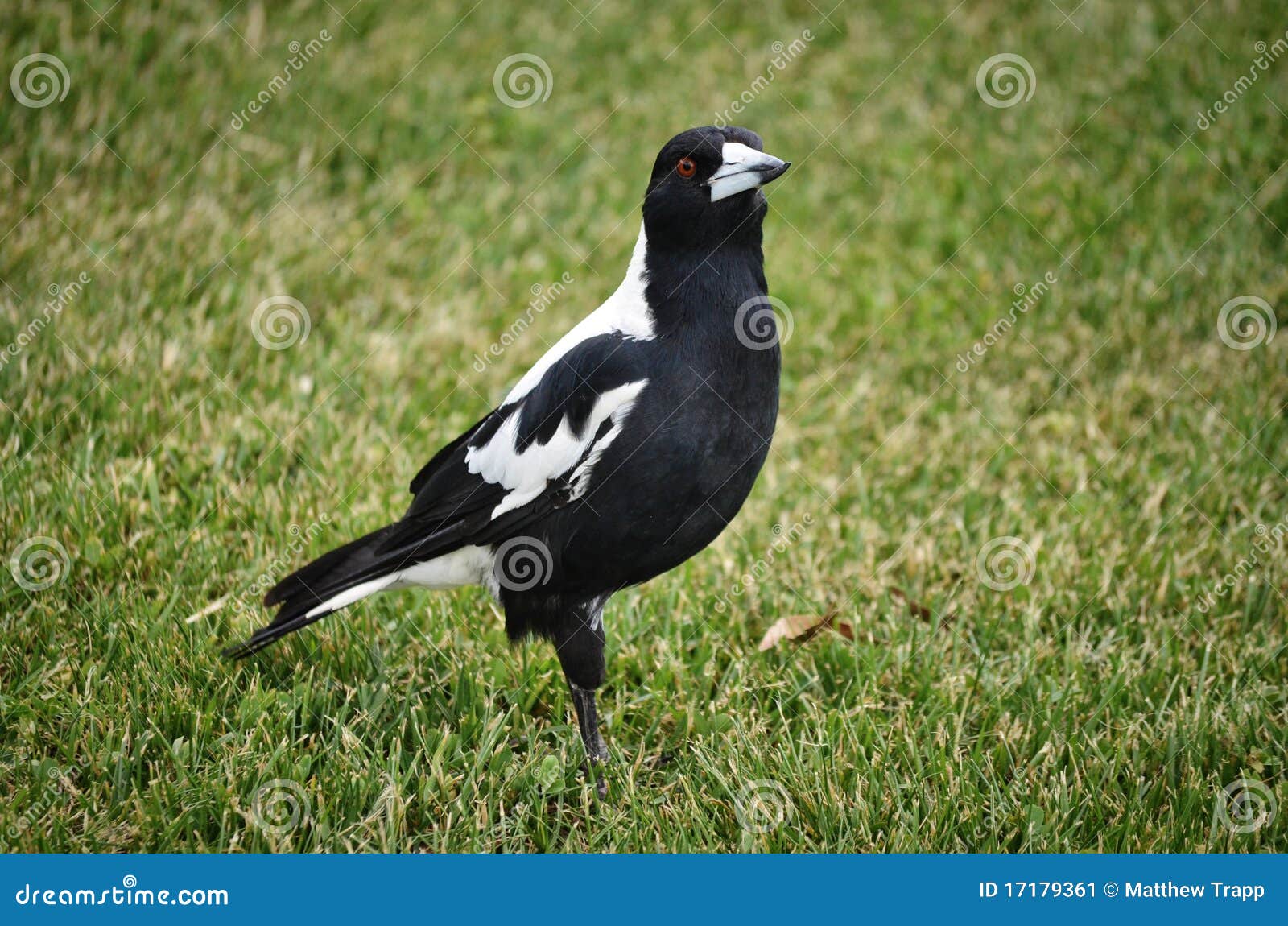 Australian Magpie Standing on Grass Stock Image - Image of wildlife ...