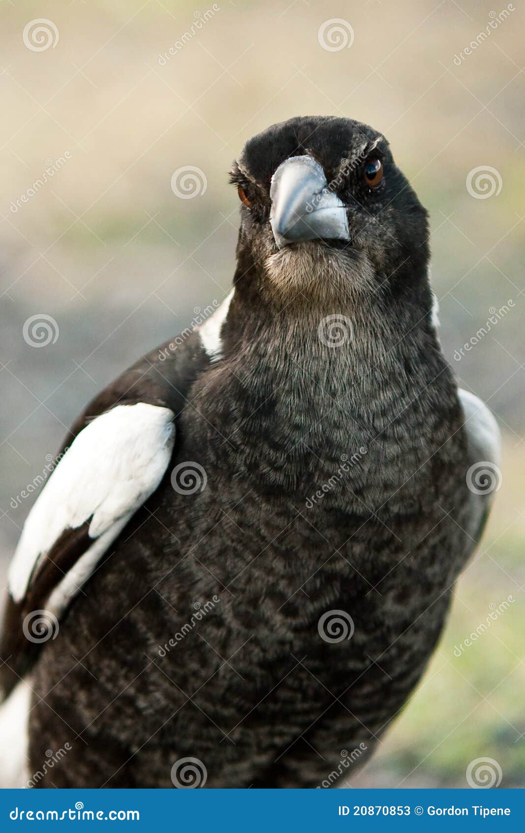 Australian Magpie Staring Straight Ahead. Stock Image - Image of ...