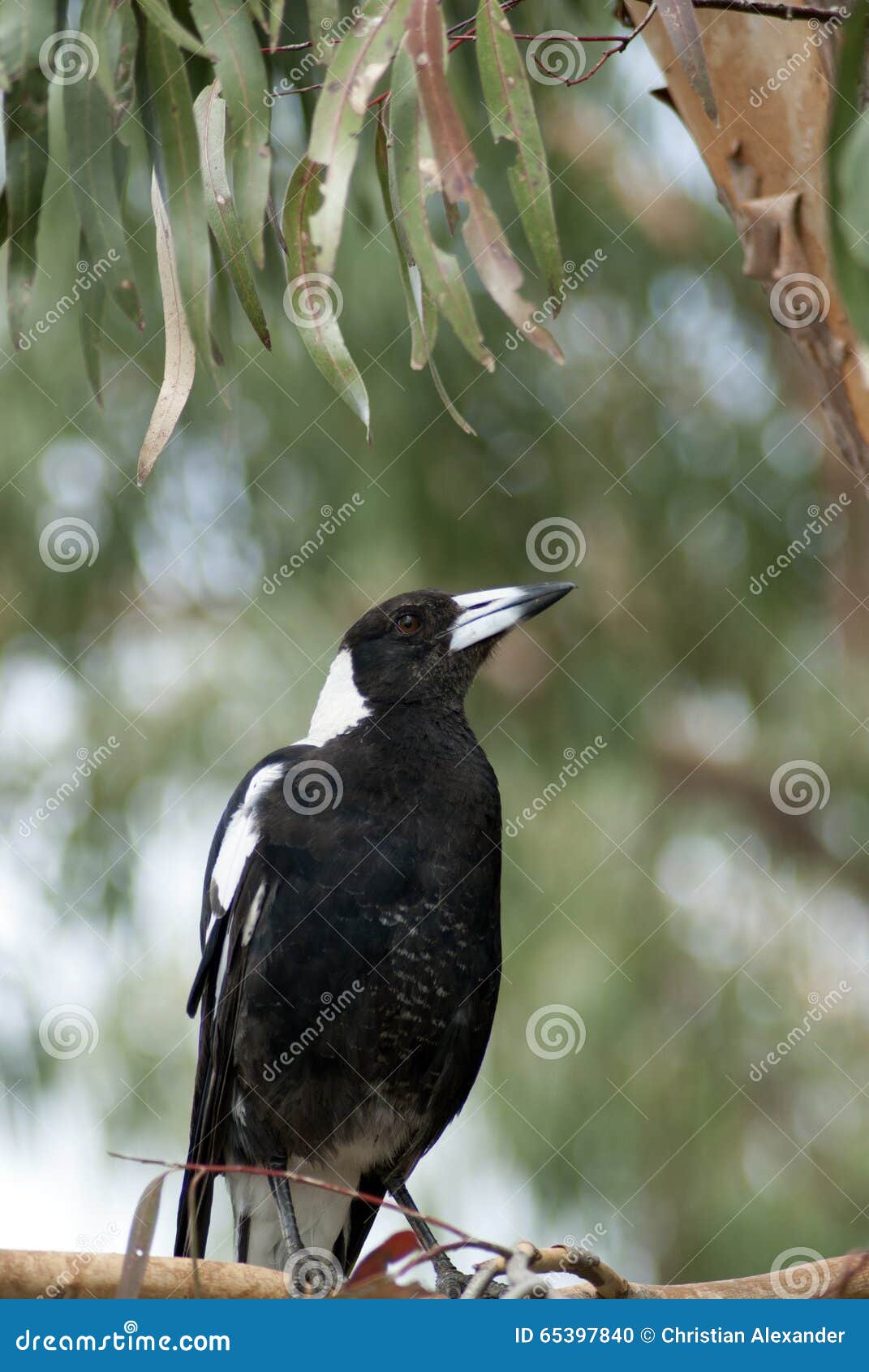 Australian Magpie in a Tree Stock Photo - Image of fauna, australia ...
