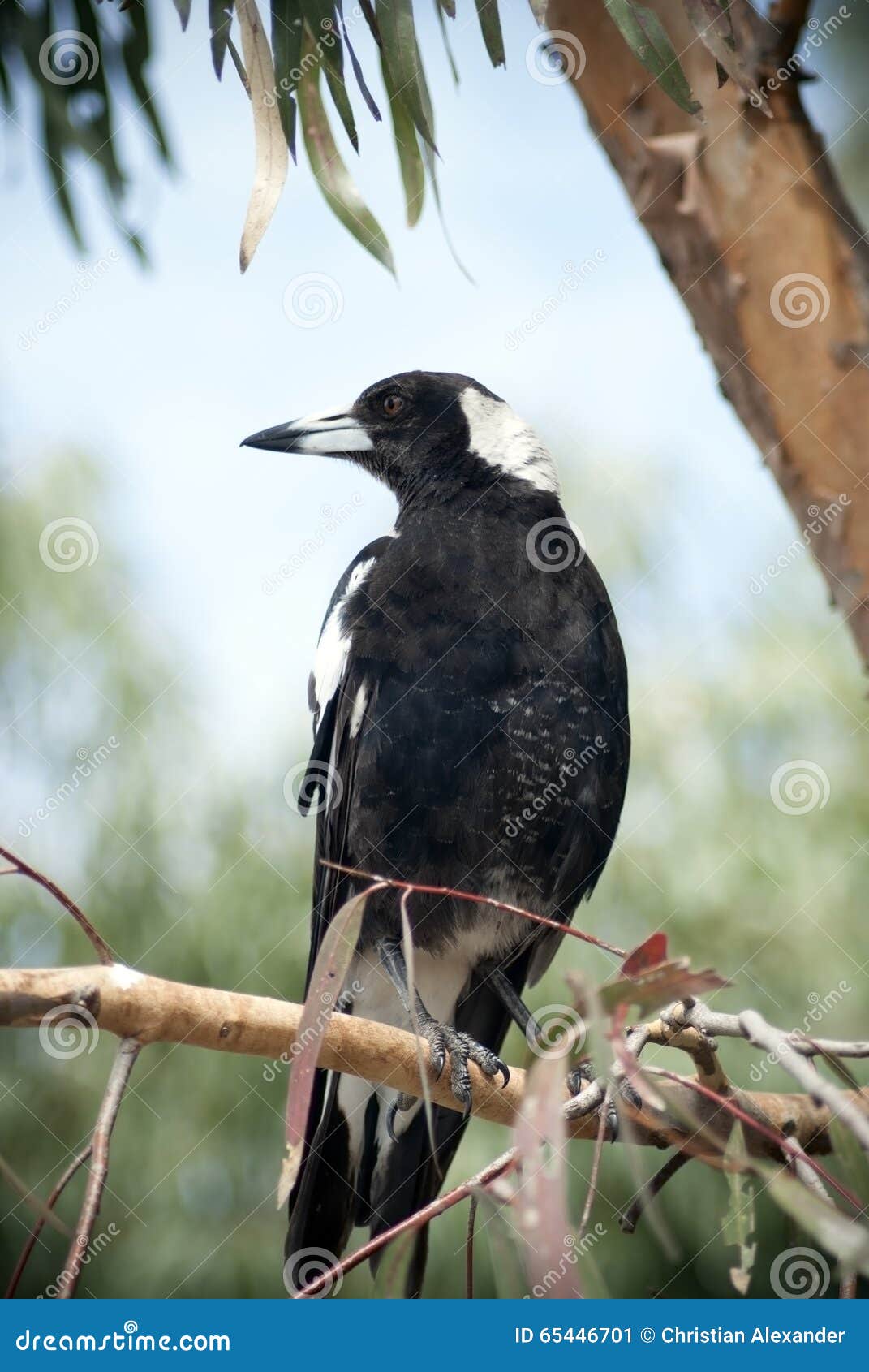Australian Magpie in a Tree Stock Image - Image of nature, outdoors ...