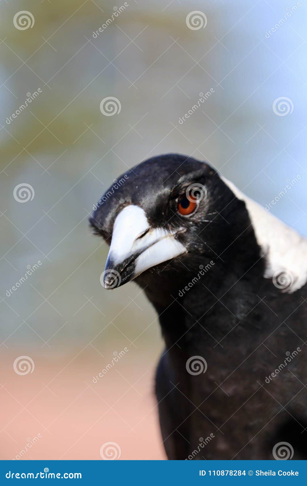 Australian Magpie Upper Body Facing Camera Closeup Stock Photo - Image ...
