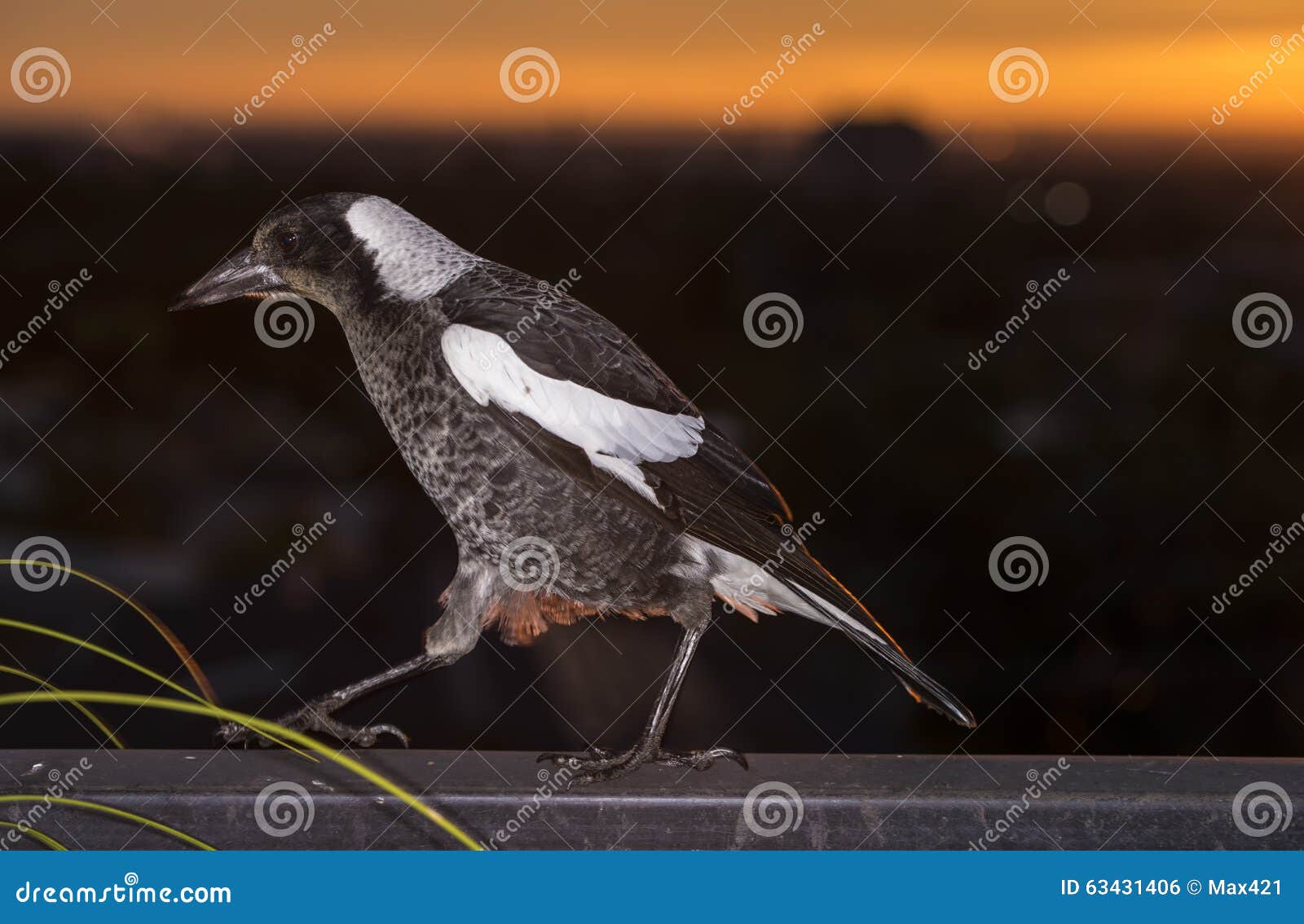 Australian Magpie walking stock photo. Image of sunset - 63431406