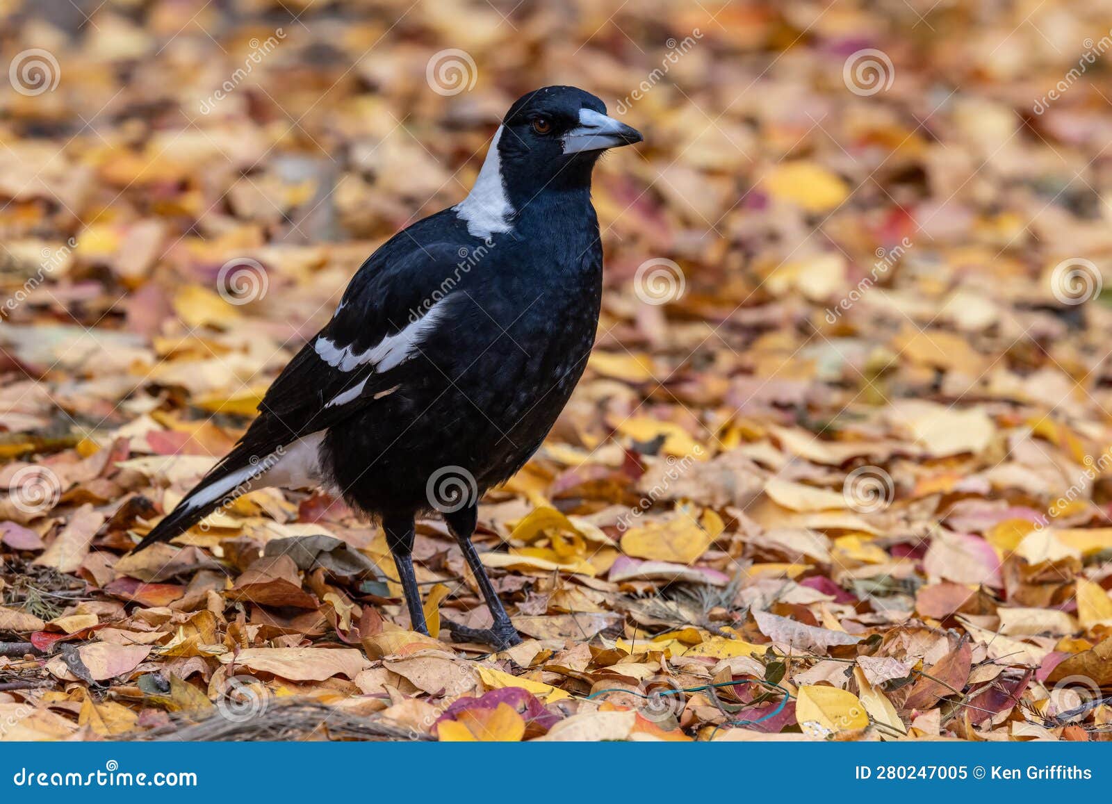 Australian Magpie stock image. Image of australian, orange - 280247005