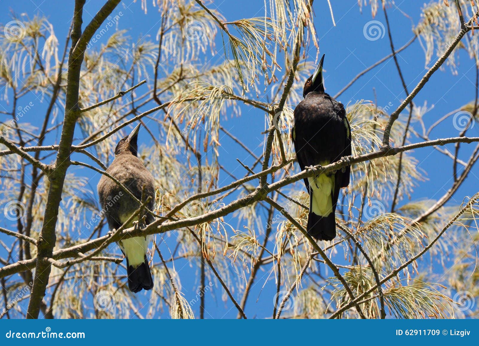 Magpies On A Tree Stock Photography | CartoonDealer.com #12368918