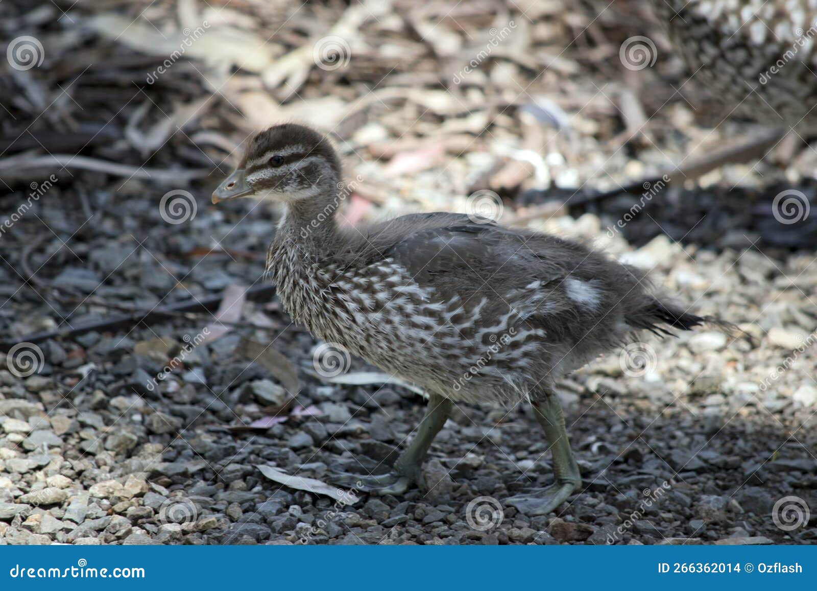 This is an Australin Maned Duck Chick Stock Photo - Image of duck, wood ...