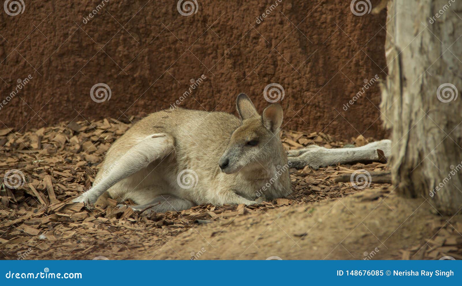 Australian Marsupial stock image. Image of male, outdoor - 148676085