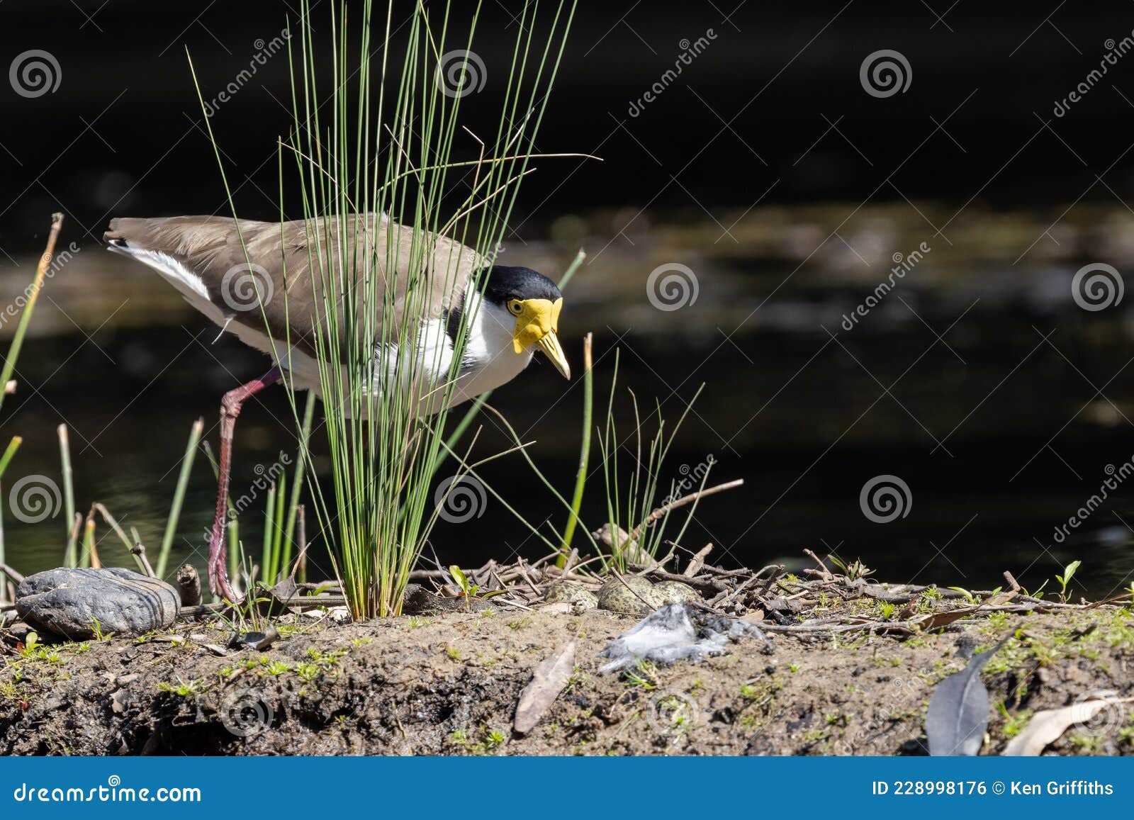 Australian Masked Lapwing stock photo. Image of nest - 228998176