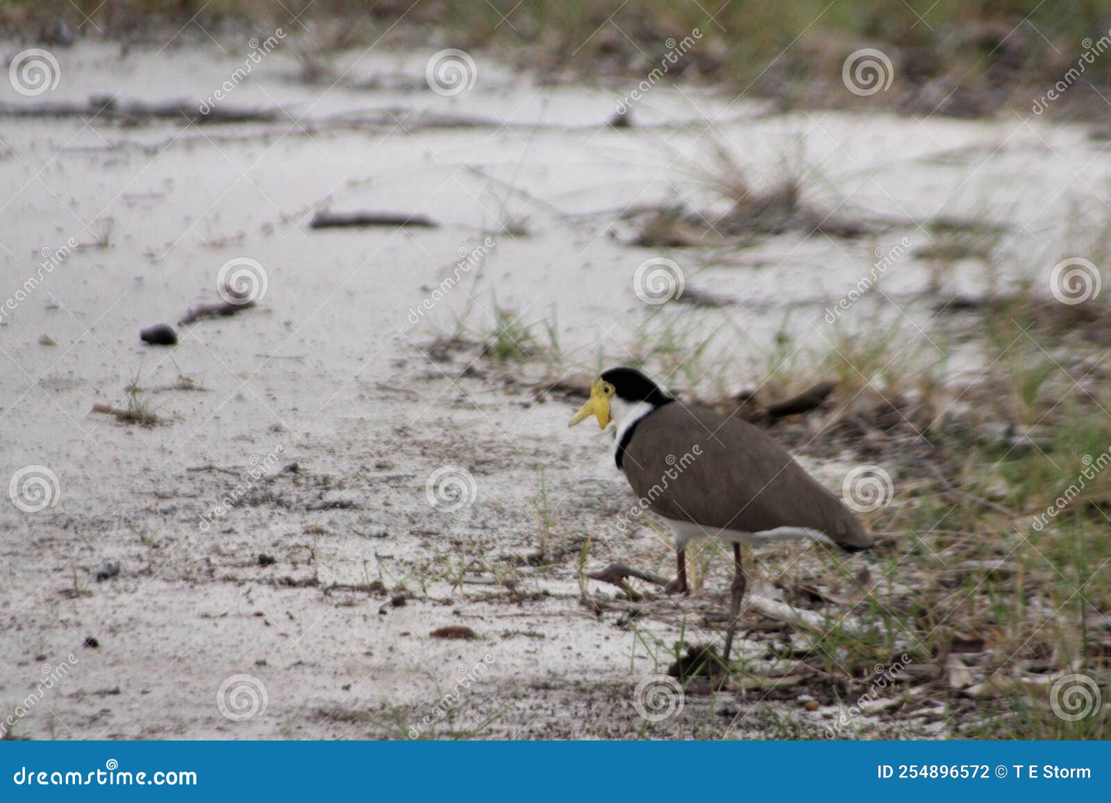 An Australian Masked Lapwing on the Foreshore Stock Photo - Image of ...