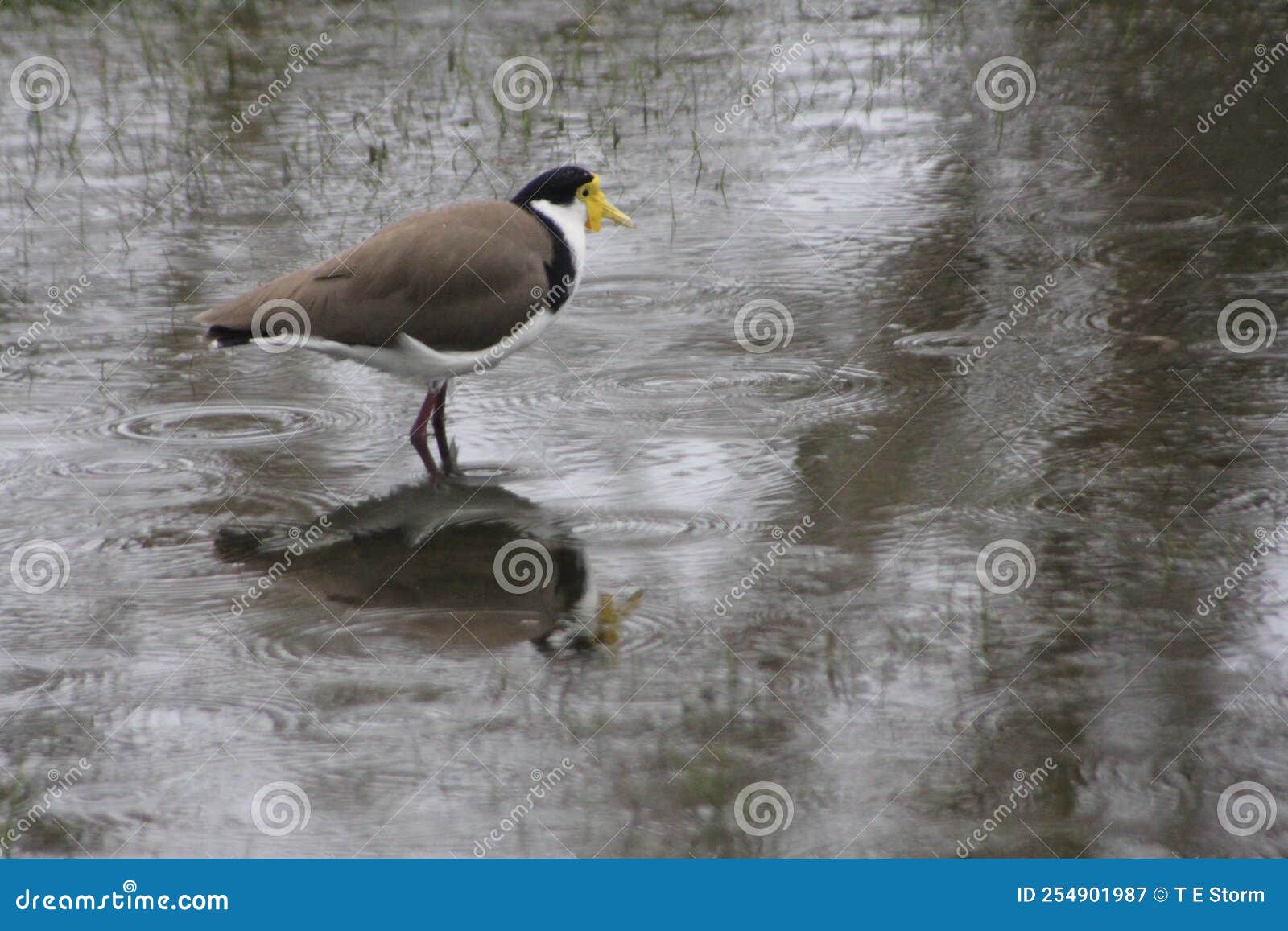 Australian Masked Lapwing and Its Reflection in a Rainwater Puddle ...
