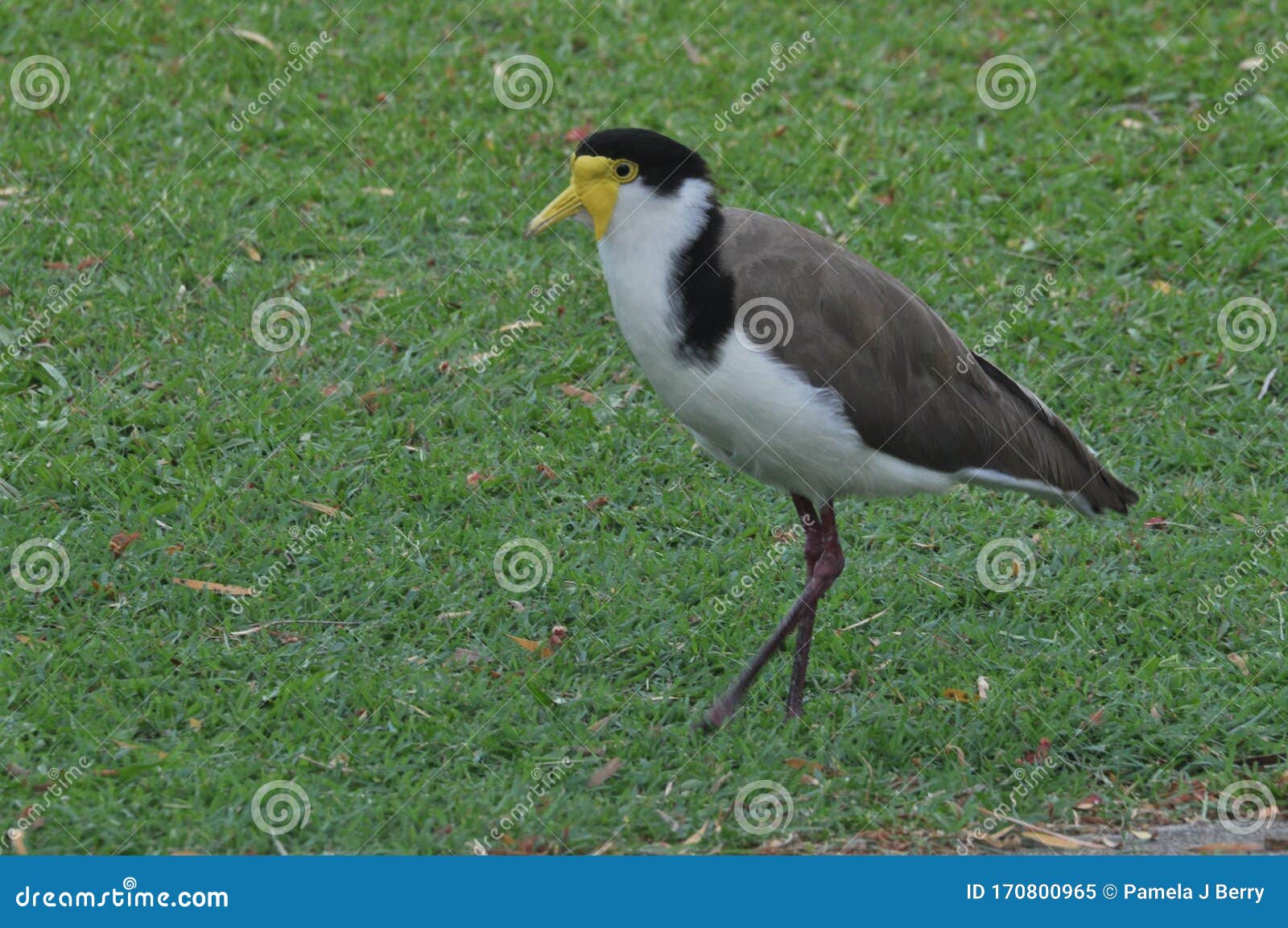 A Masked Lapwing Plover Bird on the Grass Stock Image - Image of plover ...