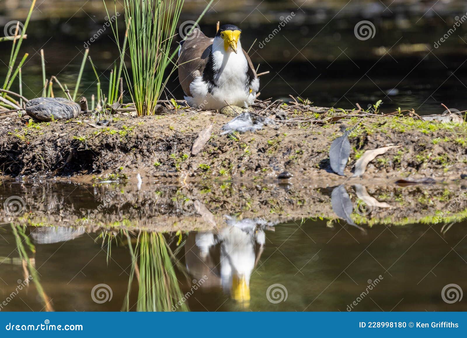 Australian Masked Lapwing stock photo. Image of australian - 228998180