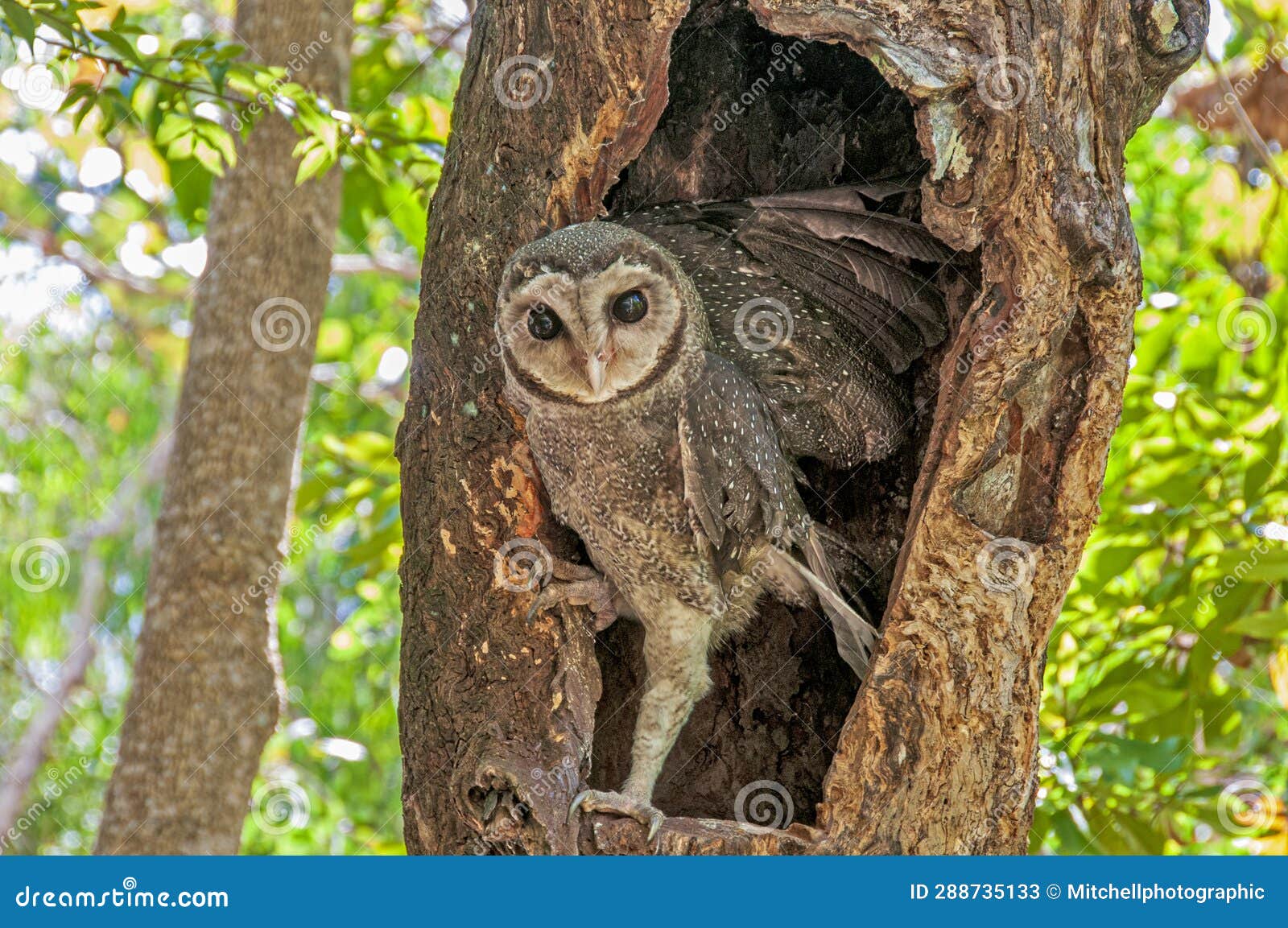 Australian Masked Owl stock image. Image of bird, nature - 288735133