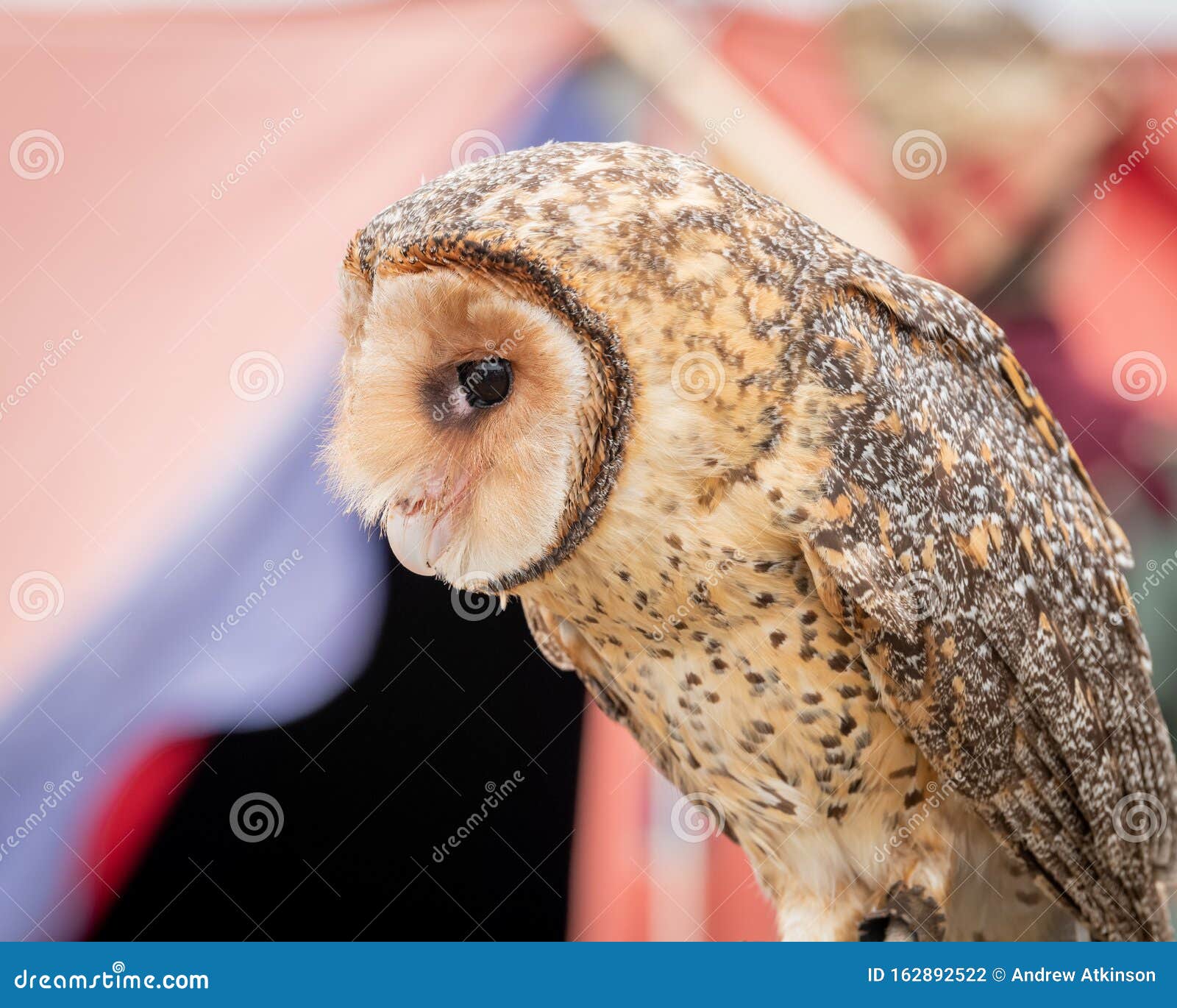 Australian Masked Owl Perched Looking Down - Profile View of Face, Beak ...