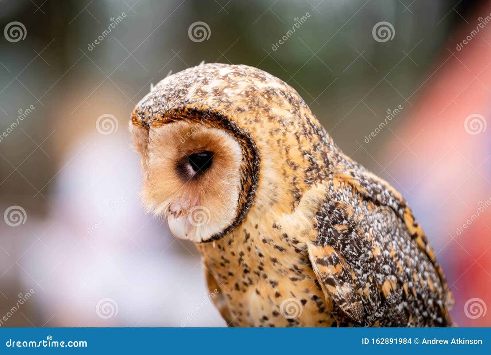 Australian Masked Owl Perched Looking Down - Side View of Face, Beak ...