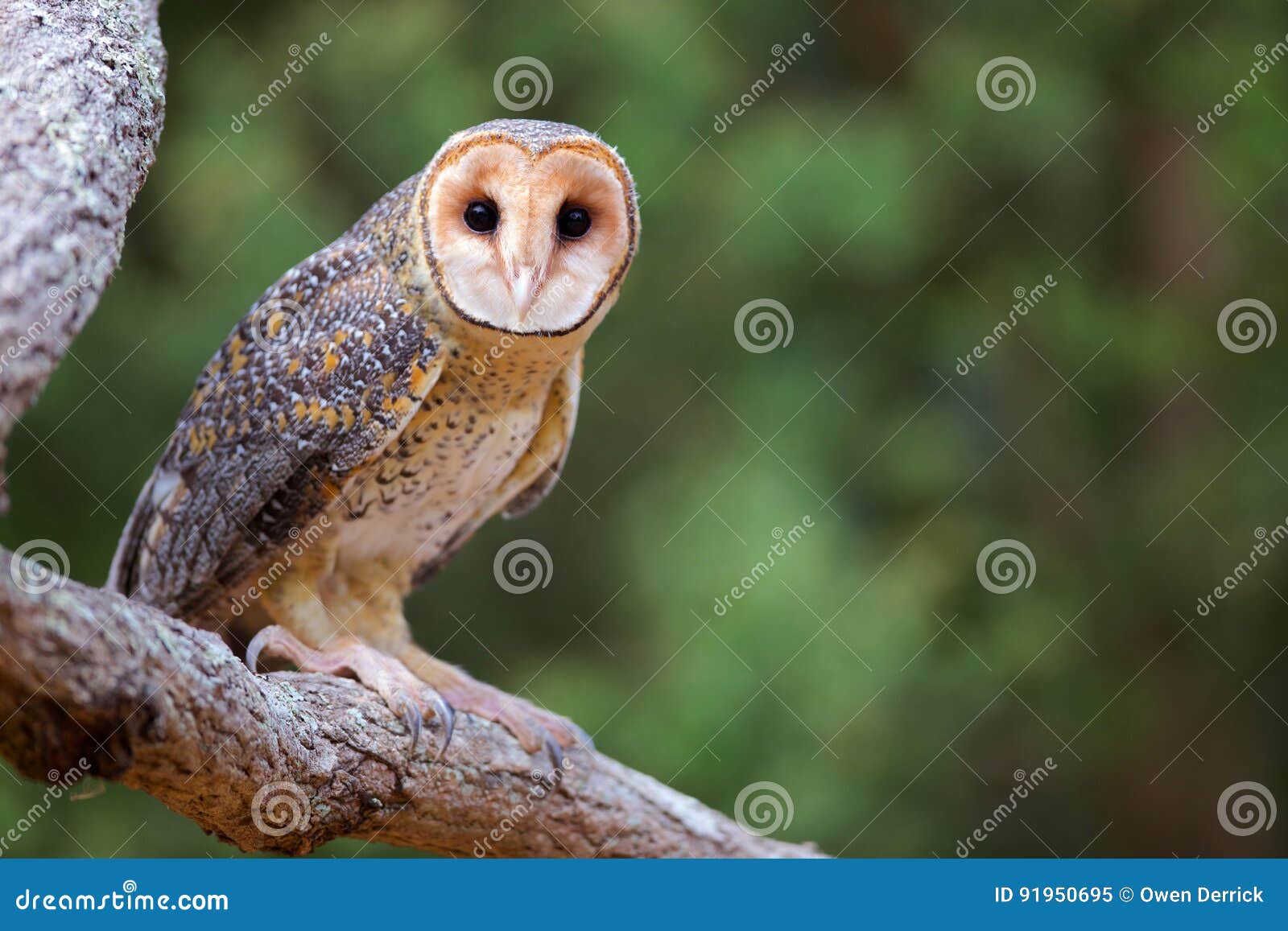 Australian Masked Owl stock image. Image of wildlife - 91950695