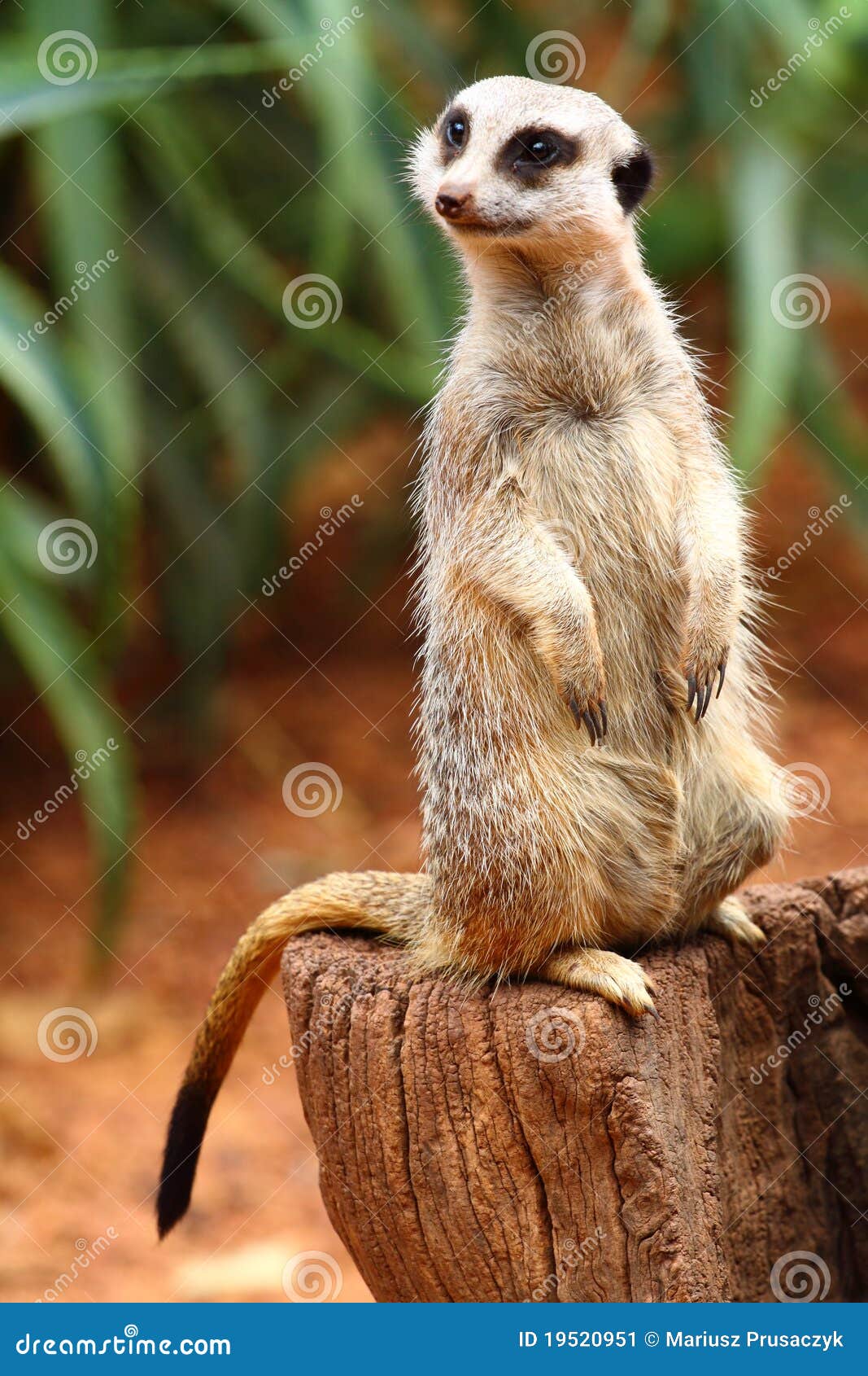 Australian Meerkat stock image. Image of alert, brown - 19520951