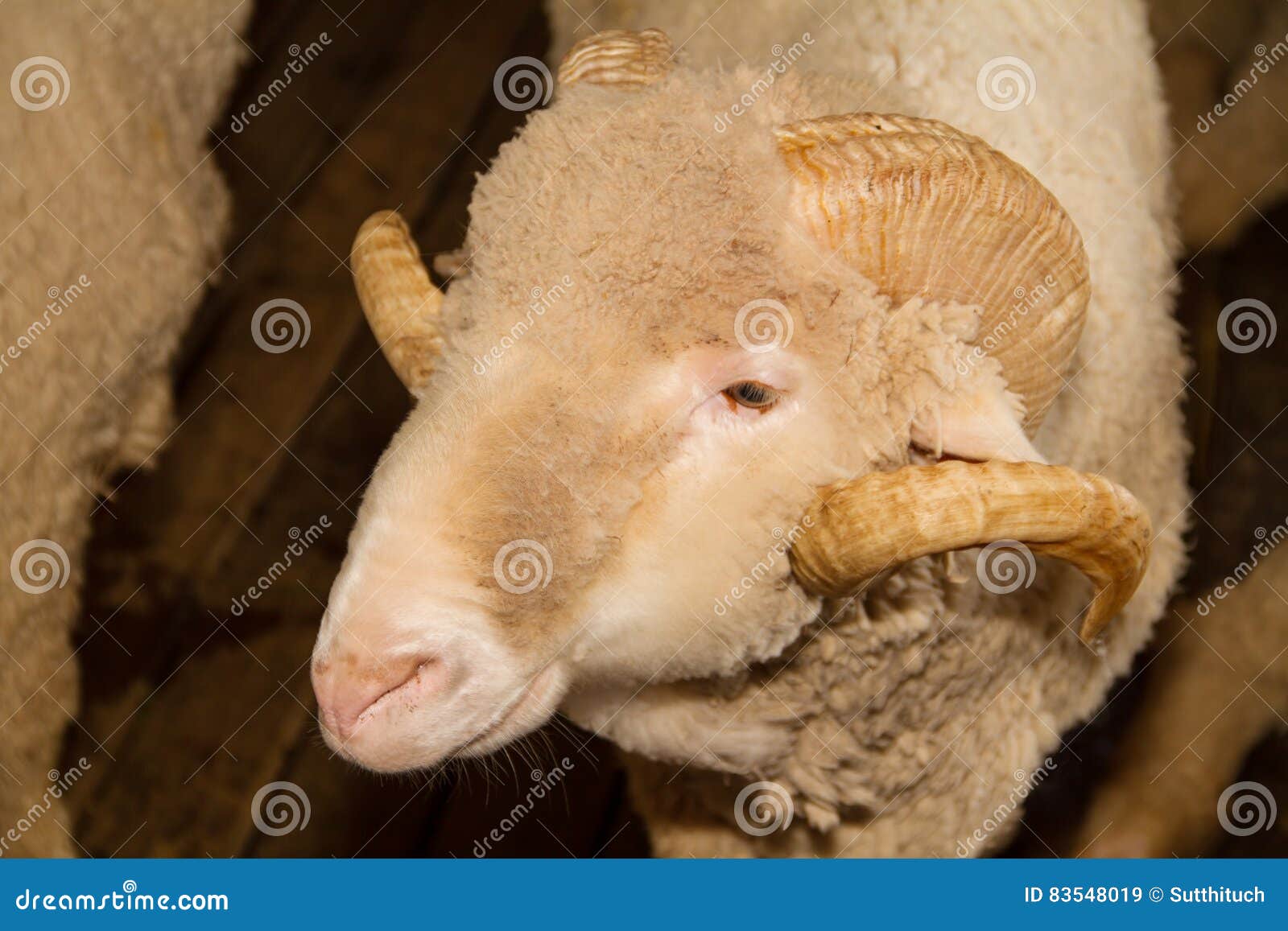 Australian Merino sheep stock image. Image of white, nature - 83548019