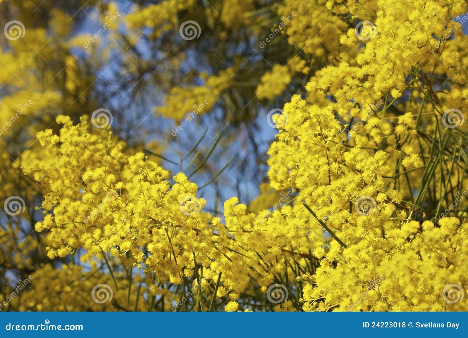 Australian Mimosa or Wattle Tree in Bloom Stock Photo - Image of ...