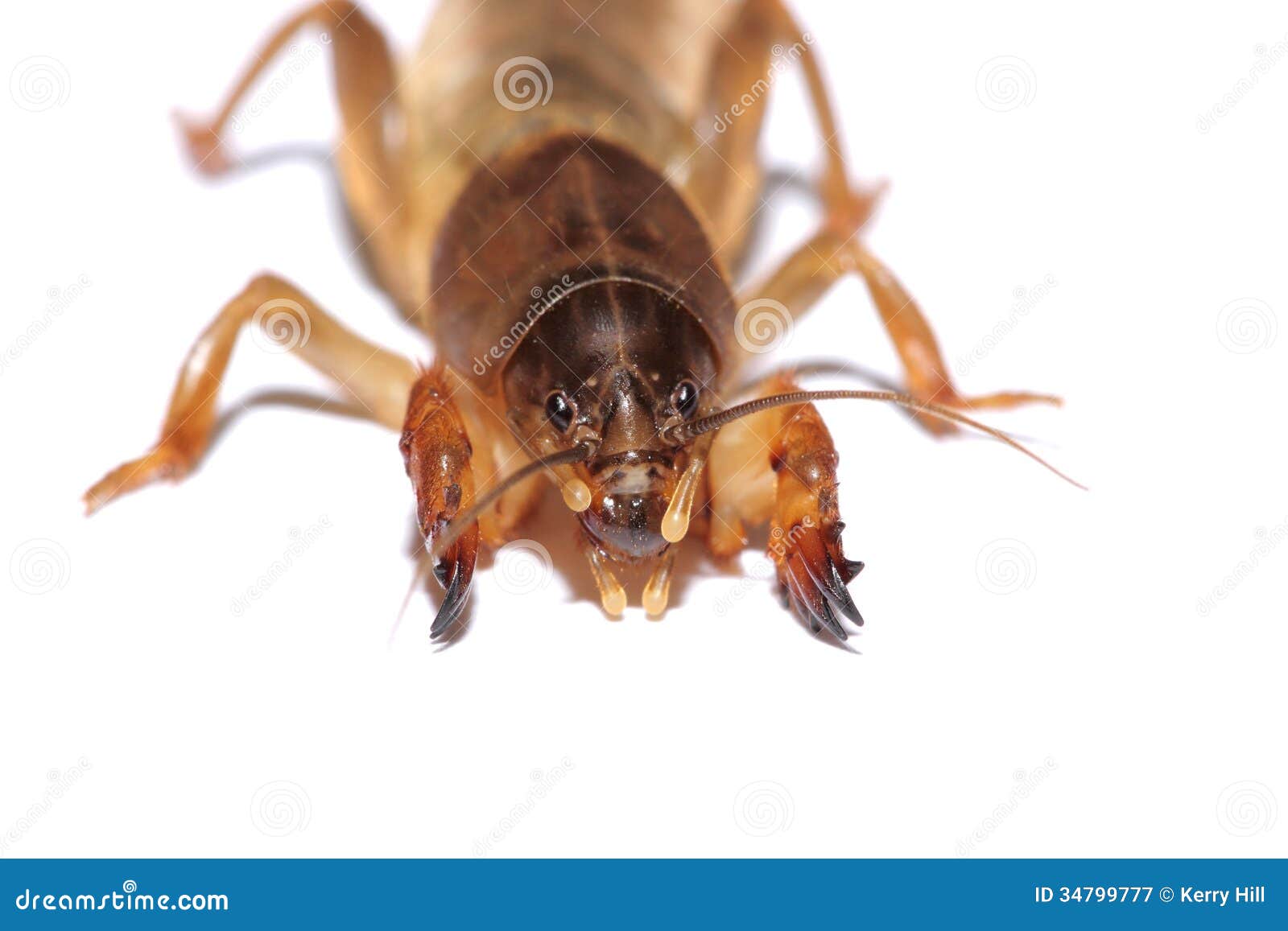 Australian Mole Cricket Royalty-Free Stock Photo | CartoonDealer.com ...