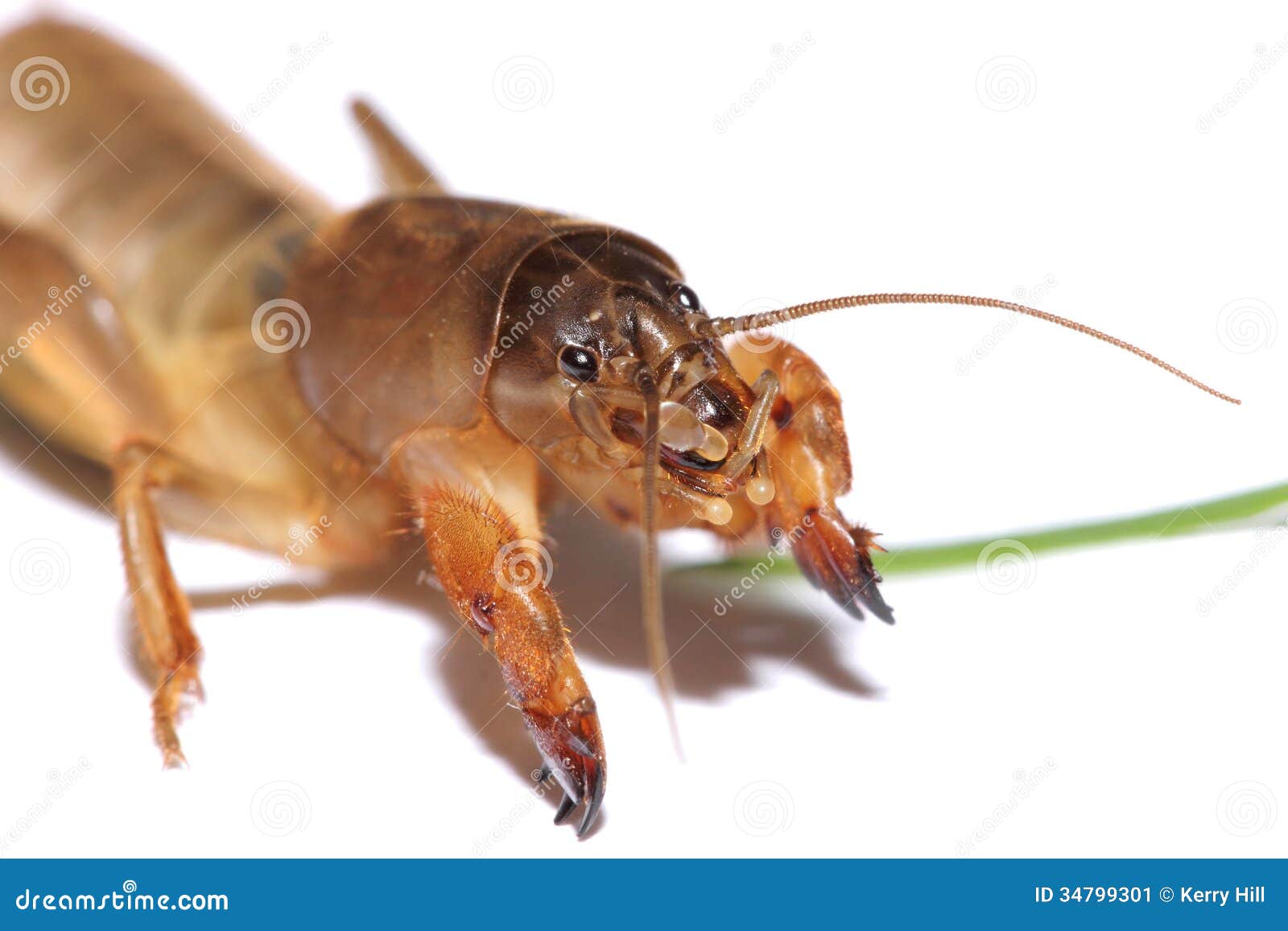 Australian Mole Cricket Royalty-Free Stock Photo | CartoonDealer.com ...