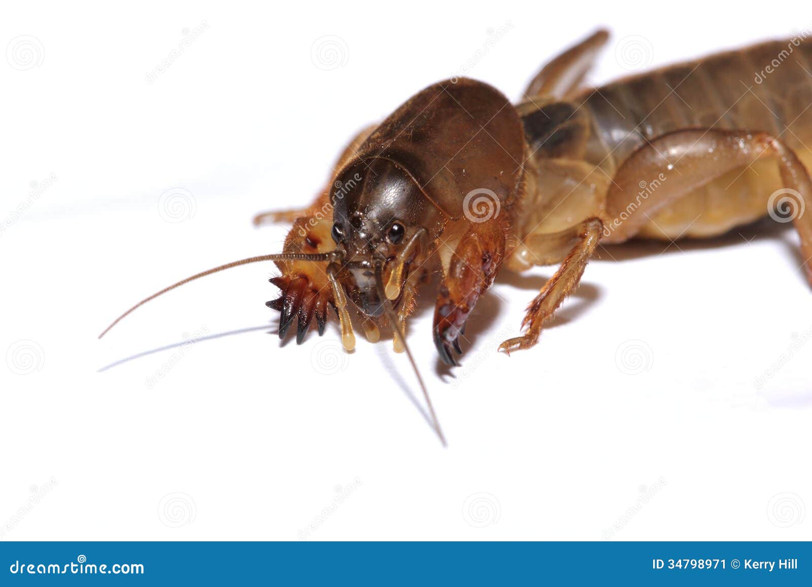 Australian Mole Cricket stock image. Image of brown, antenna - 34798971